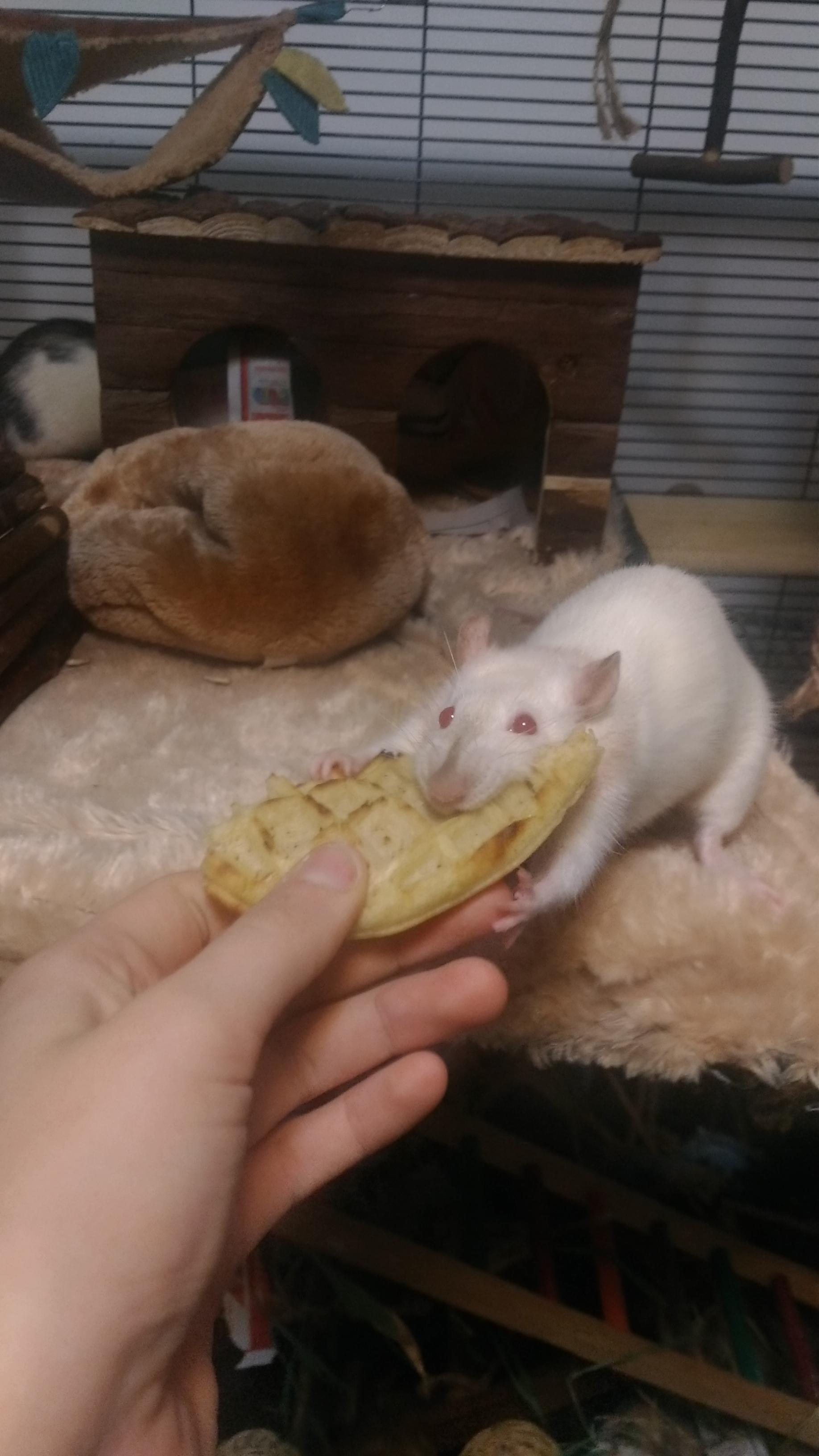 LEGGO MY EGGO!!! | Scrolller