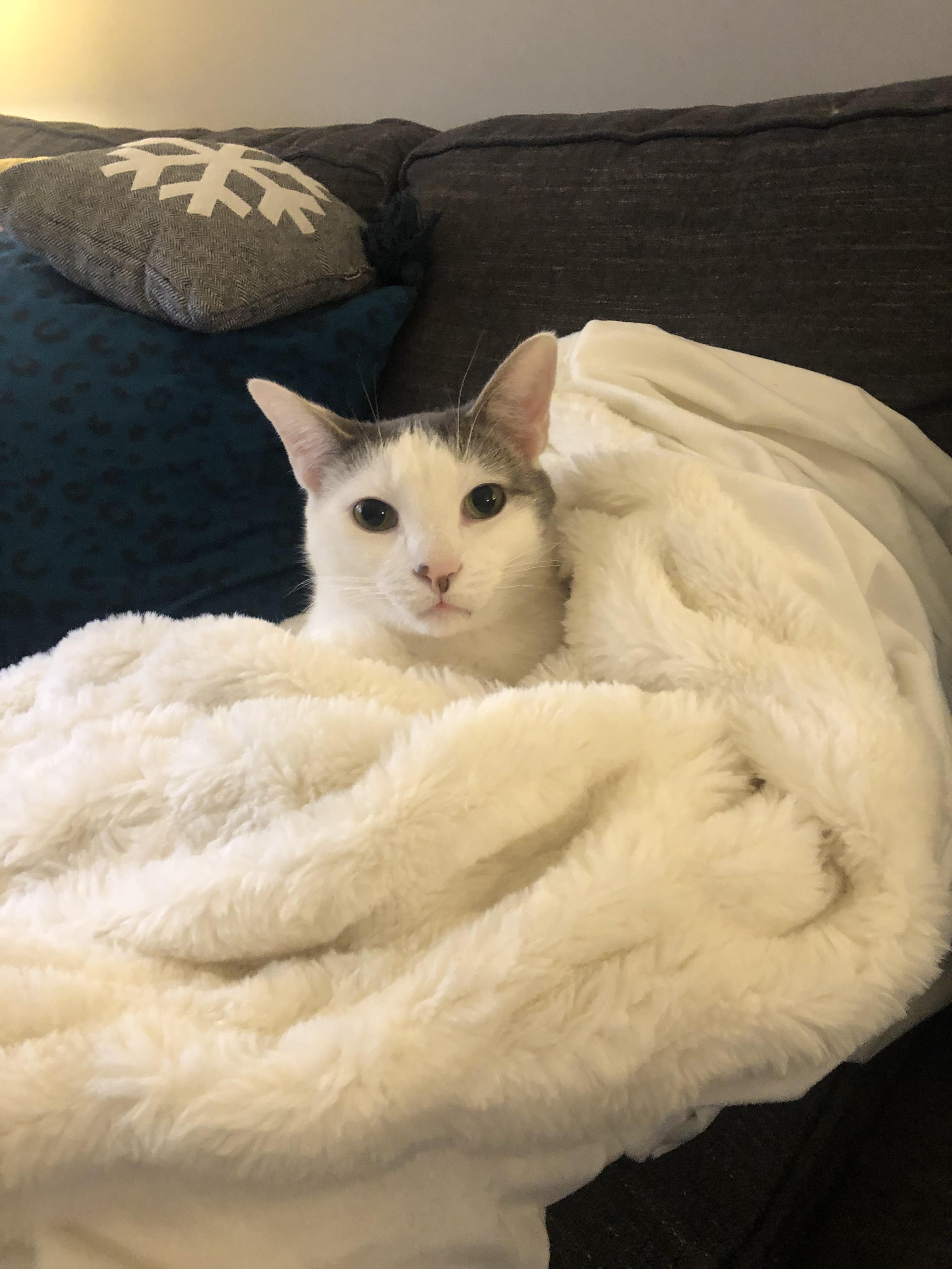 Lenny blends into his favorite fluffy blankie | Scrolller