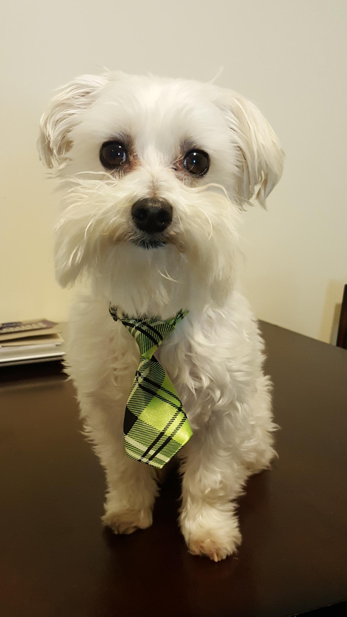 Lenny, my very dapper 8 year old boy | Scrolller