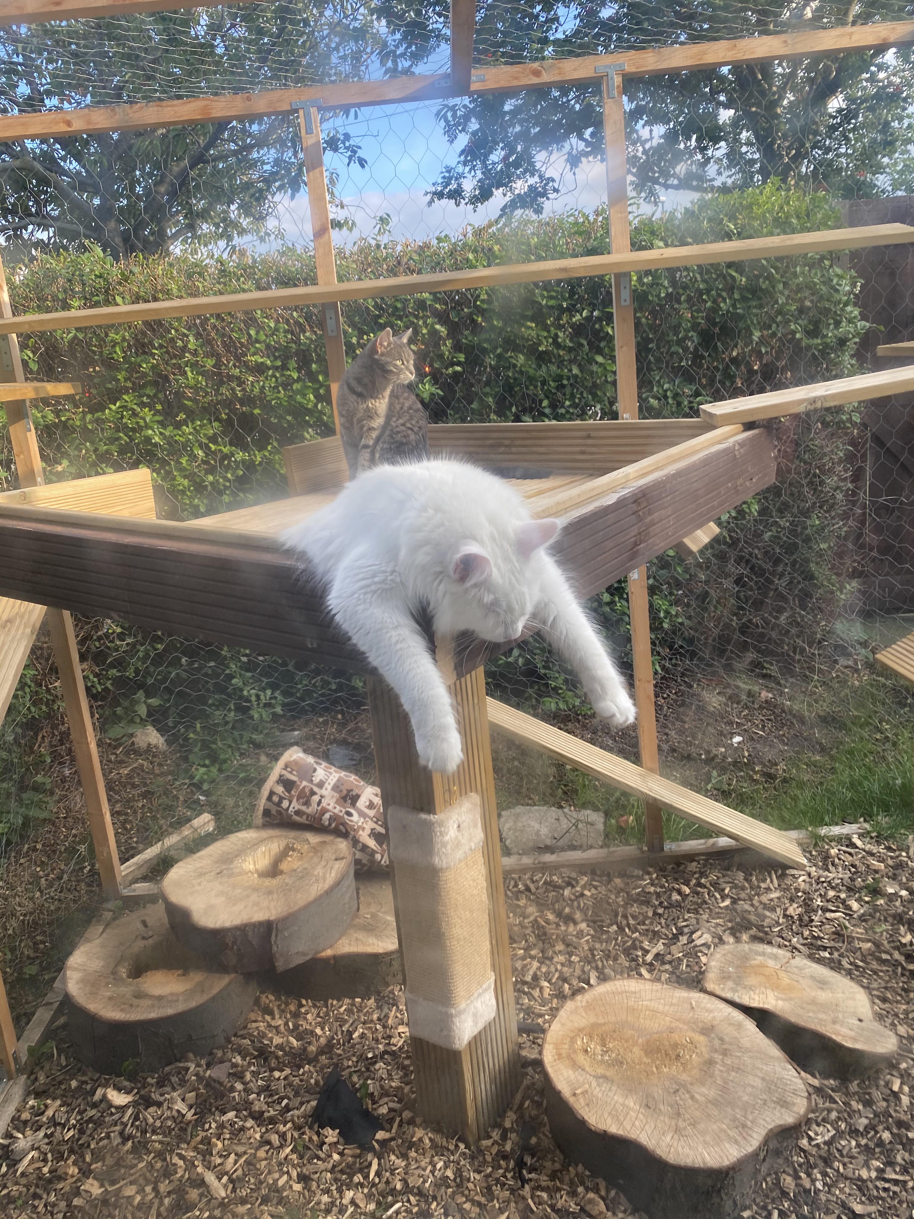 Leo is fast asleep !! | Scrolller