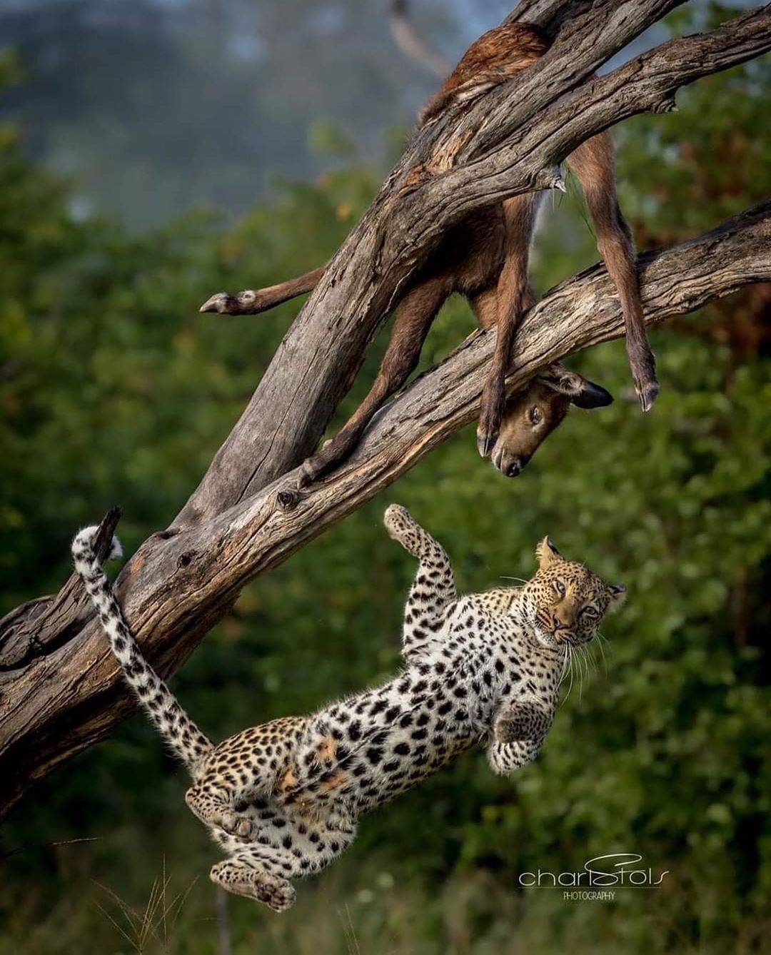 Leopard tumbling down after she tried to pull down her kill | Scrolller