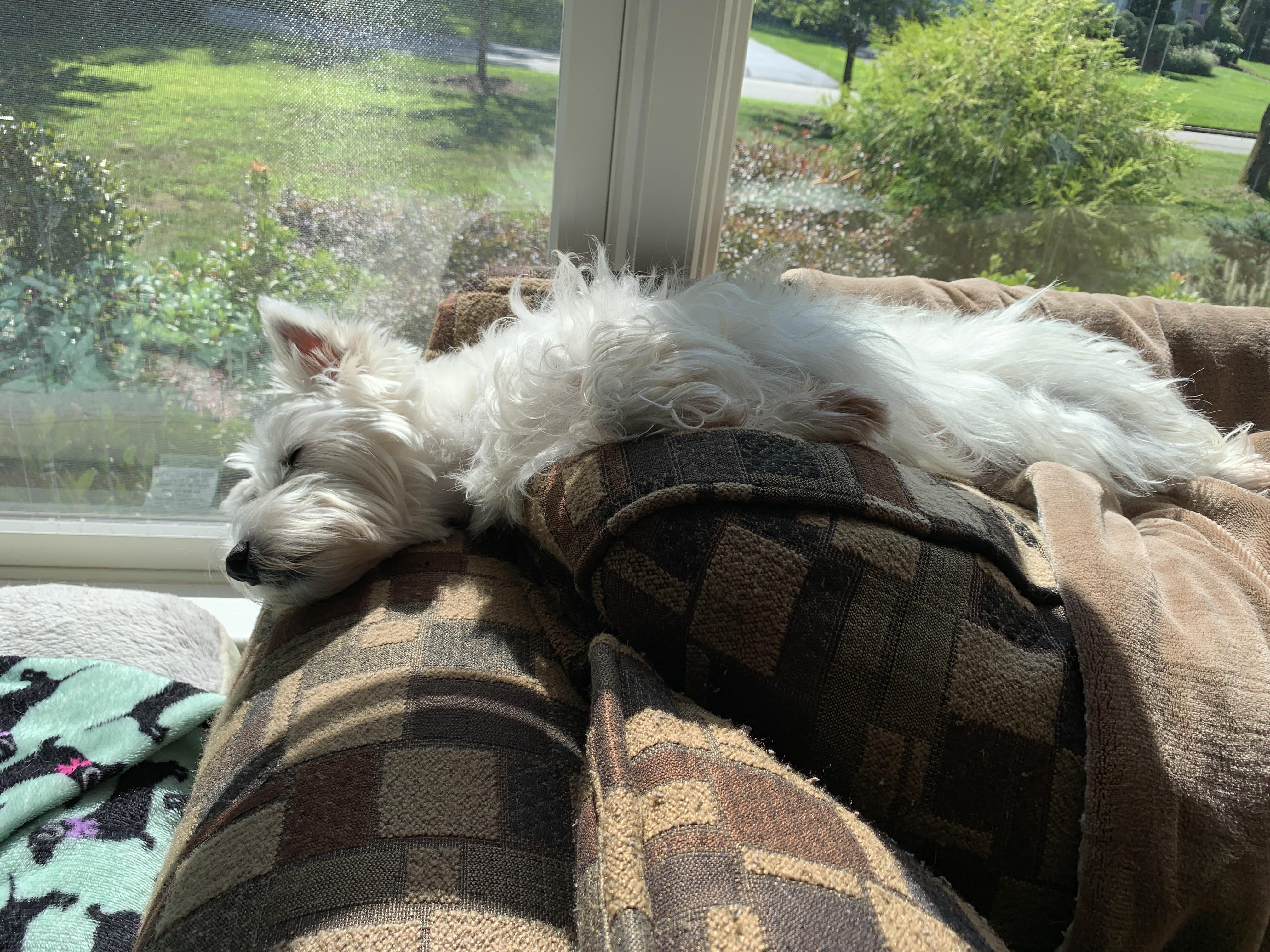 Let sleeping dogs lie. | Scrolller