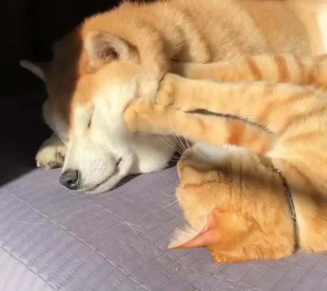 Let the doge sleep | Scrolller