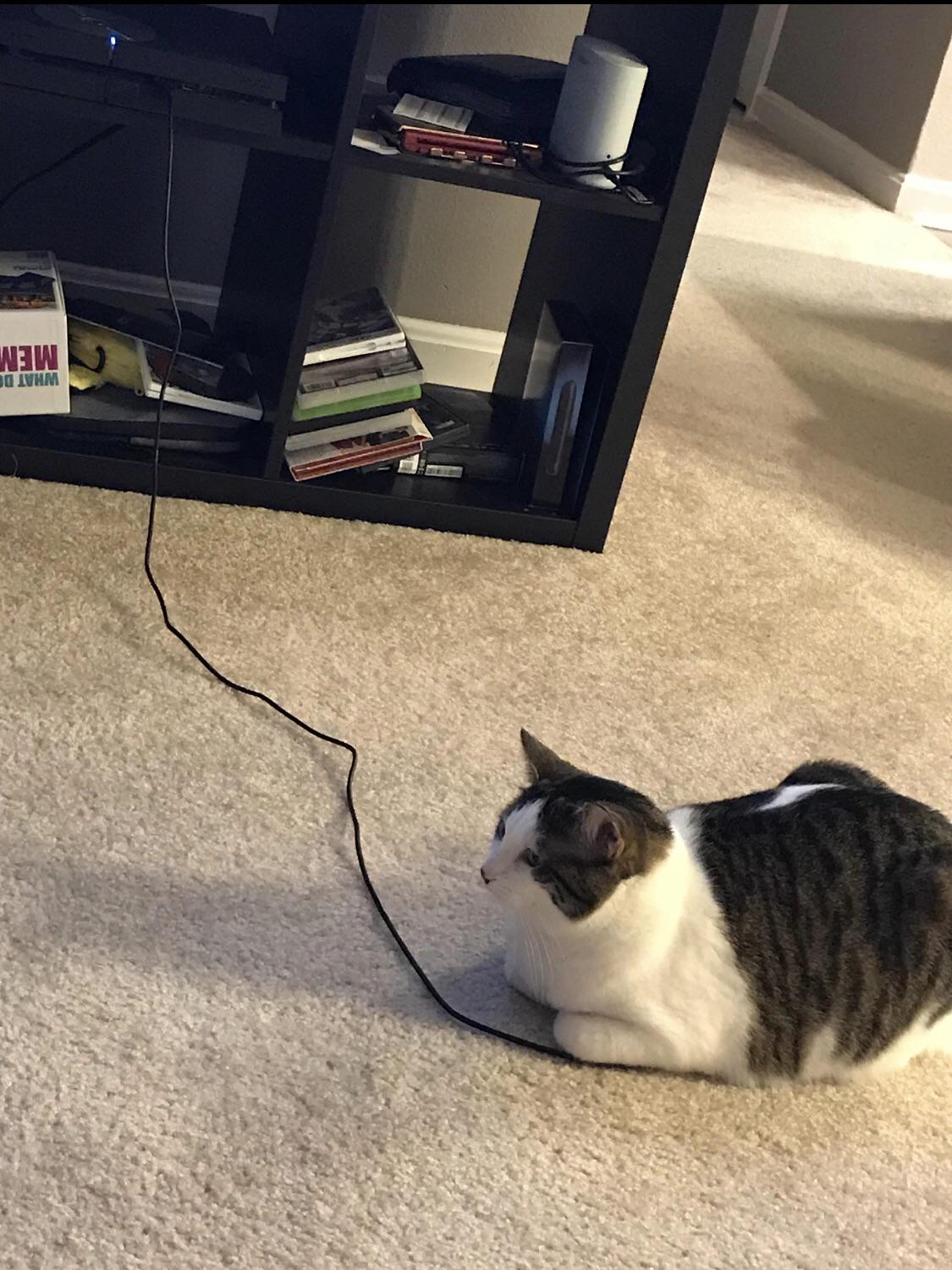 Lettin the chunky one charge up | Scrolller