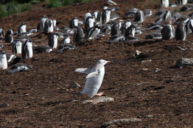 Leucistic penguin [OC] | Scrolller