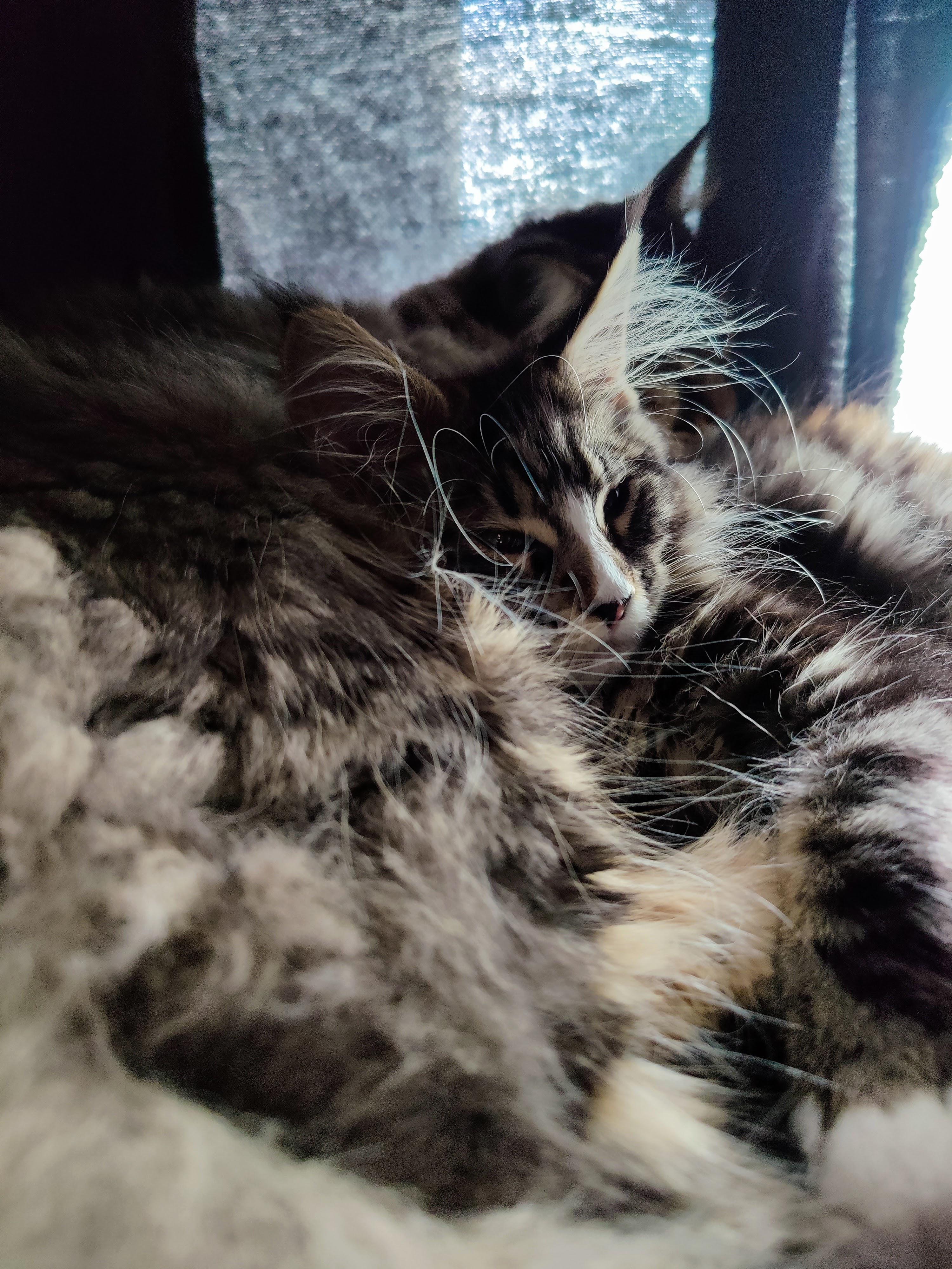 Levi and Luna the Maine Coon kittens cuddling for a daytime nap | Scrolller