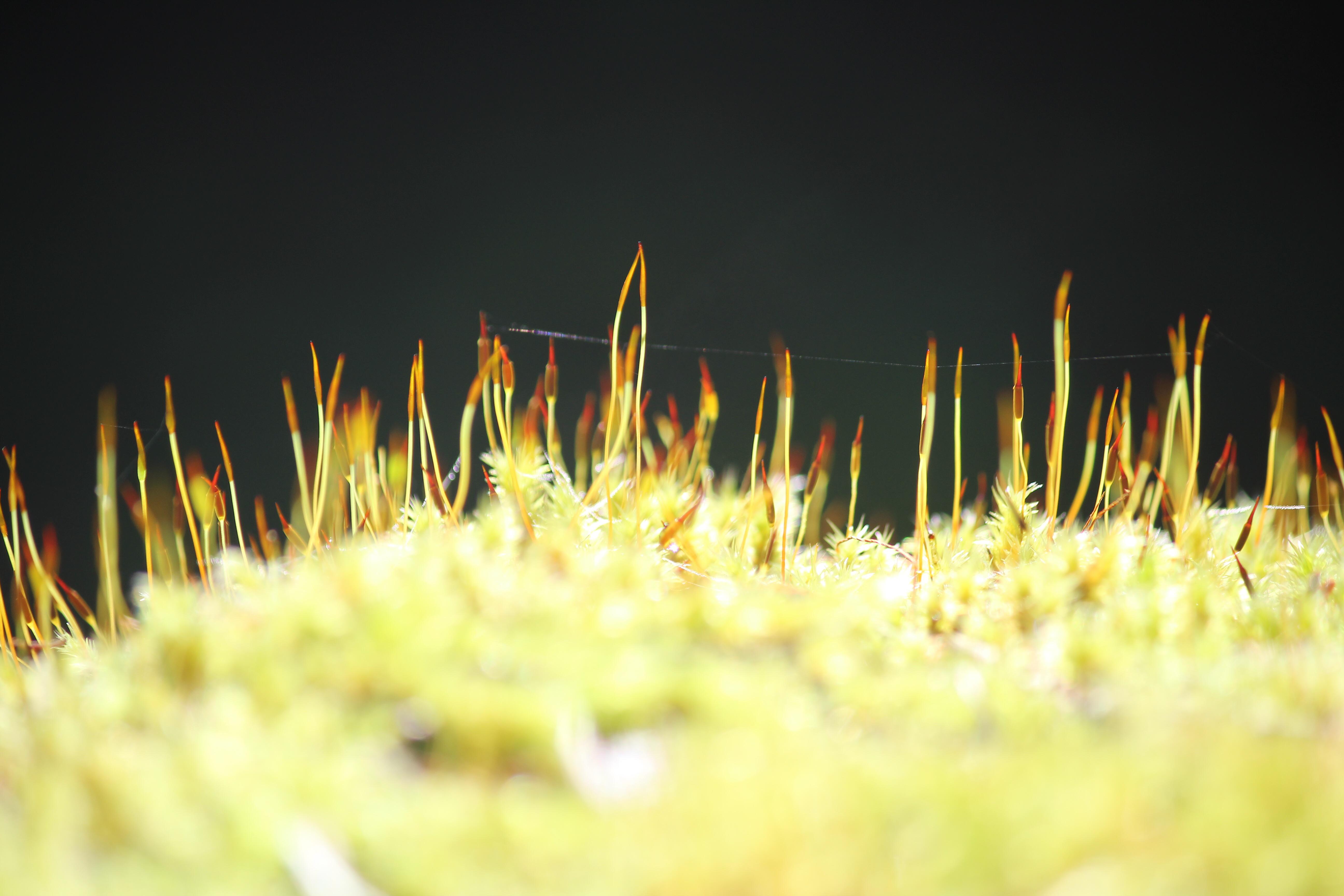 Lichens reaching for the sun | Scrolller
