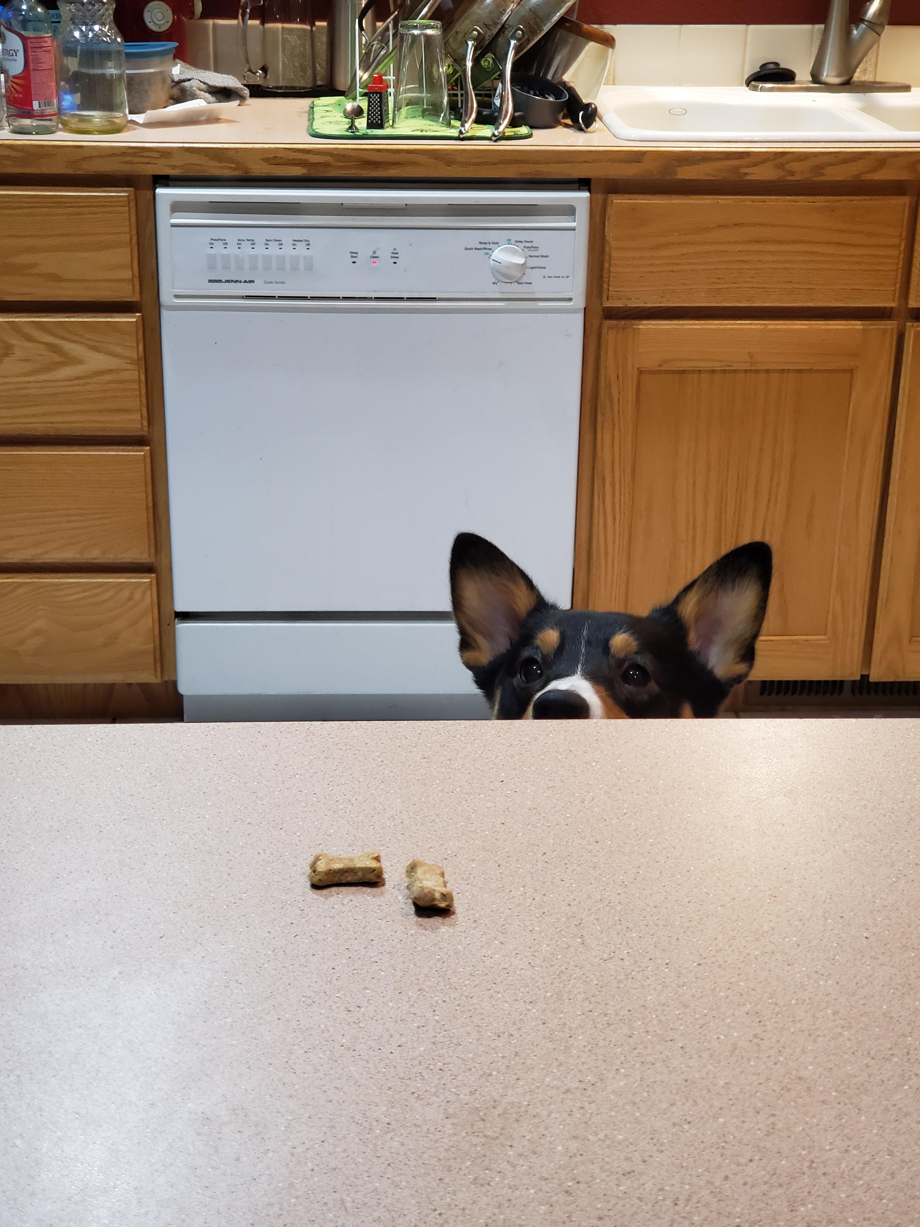 Lieutenant Dan doing some recon. | Scrolller