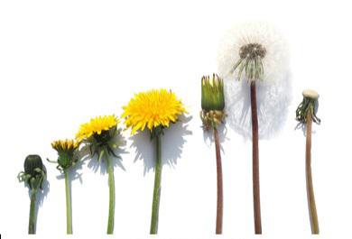 Life stages of a dandelion. | Scrolller