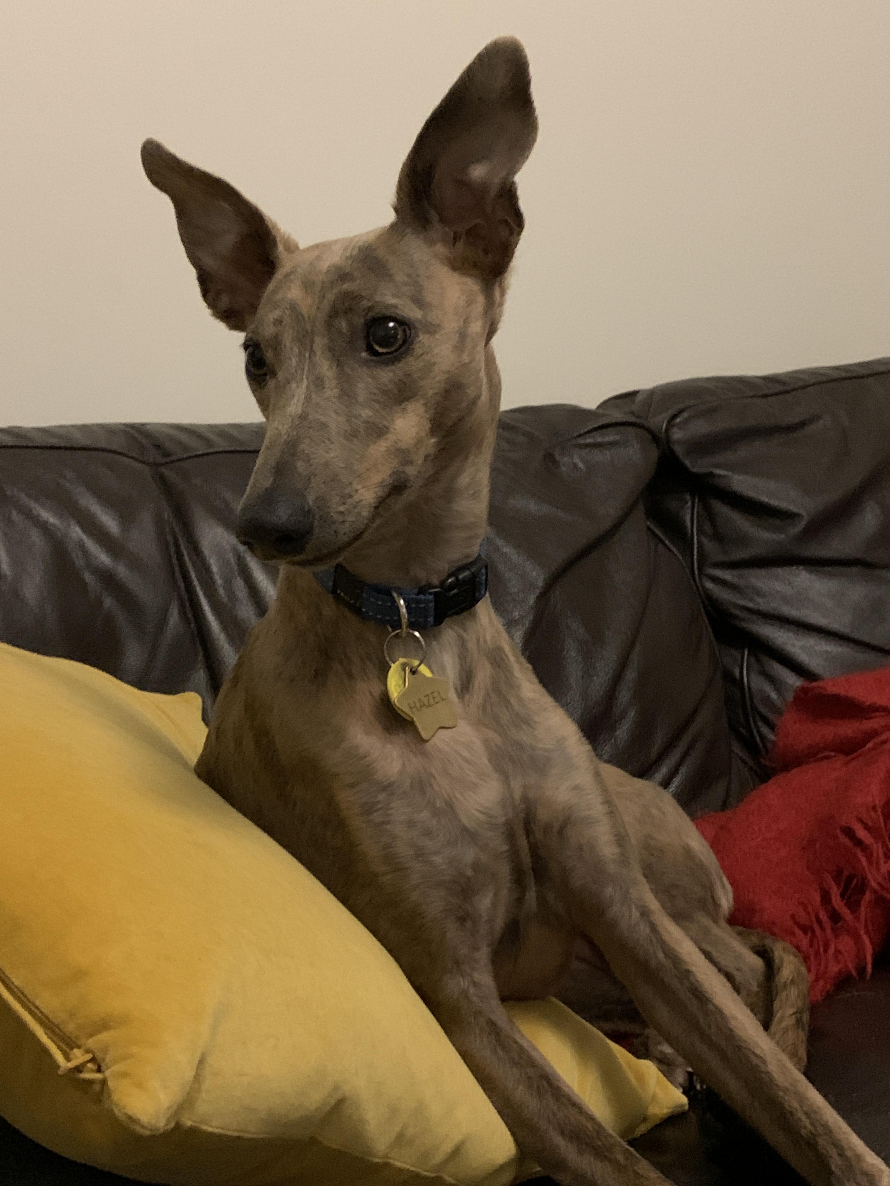 Life support system for a pair of ears | Scrolller