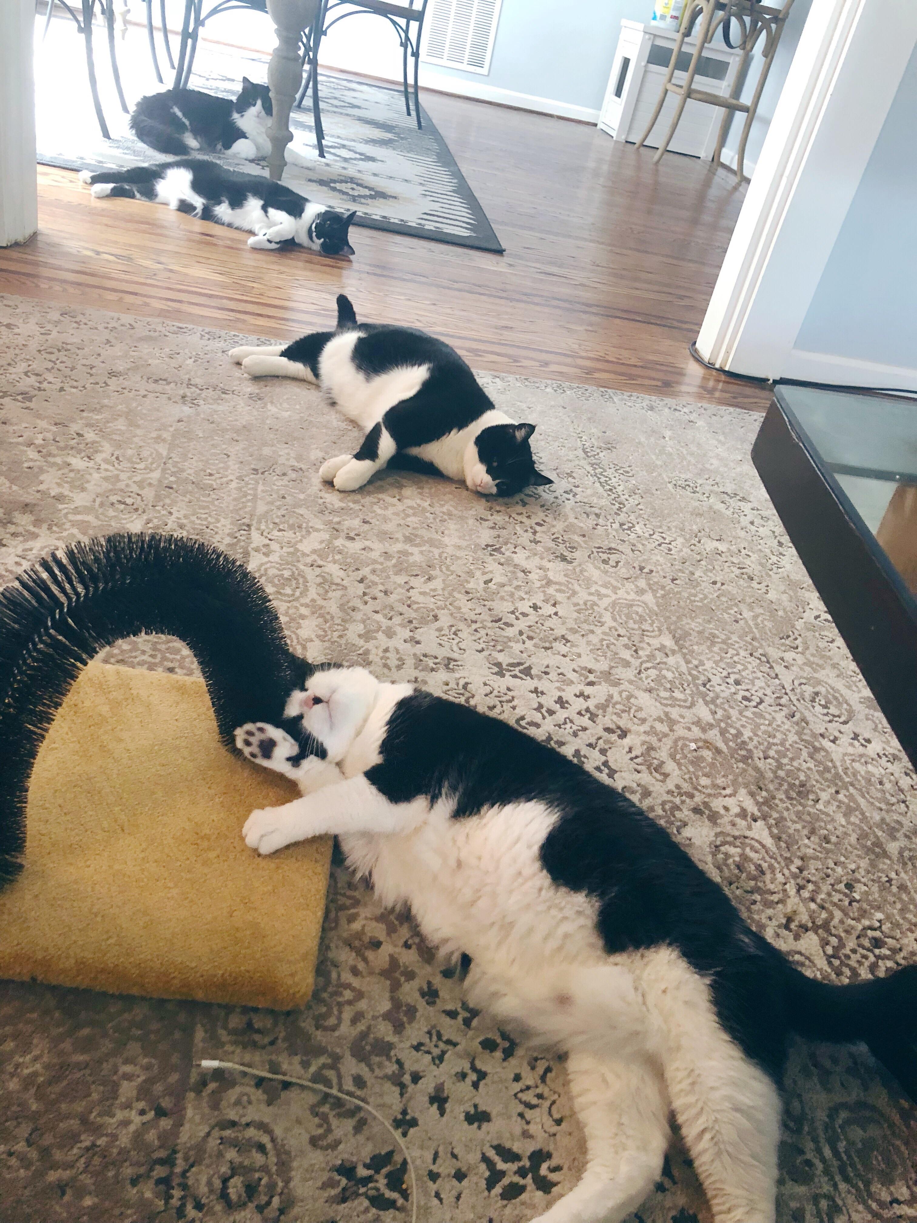 Like four beached killed whales | Scrolller