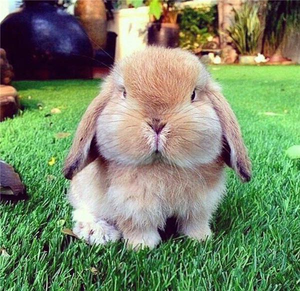 Lil Chubby Bunny Scrolller 5960