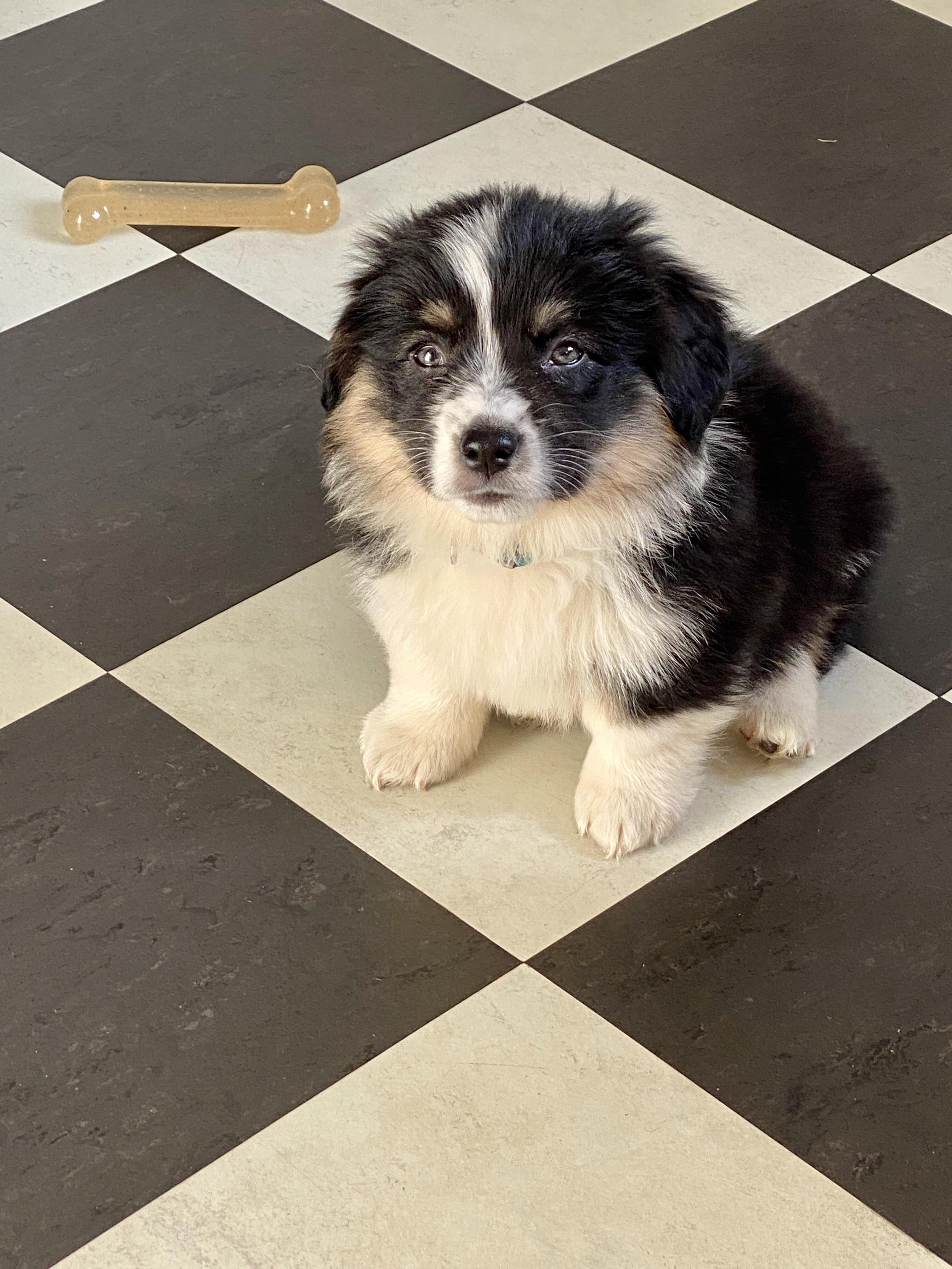 Lil’ fluff ball | Scrolller