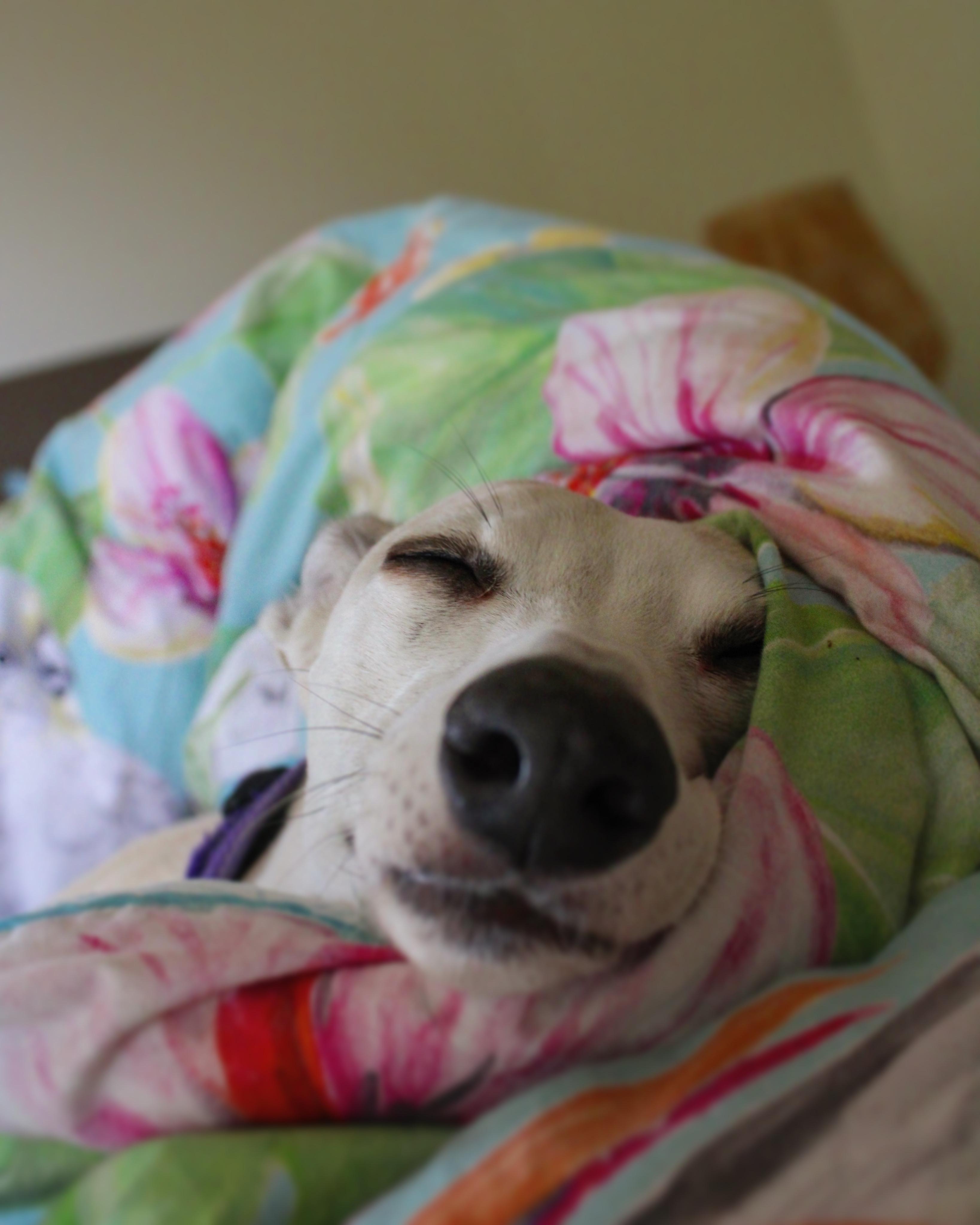 lil sleeping | Scrolller