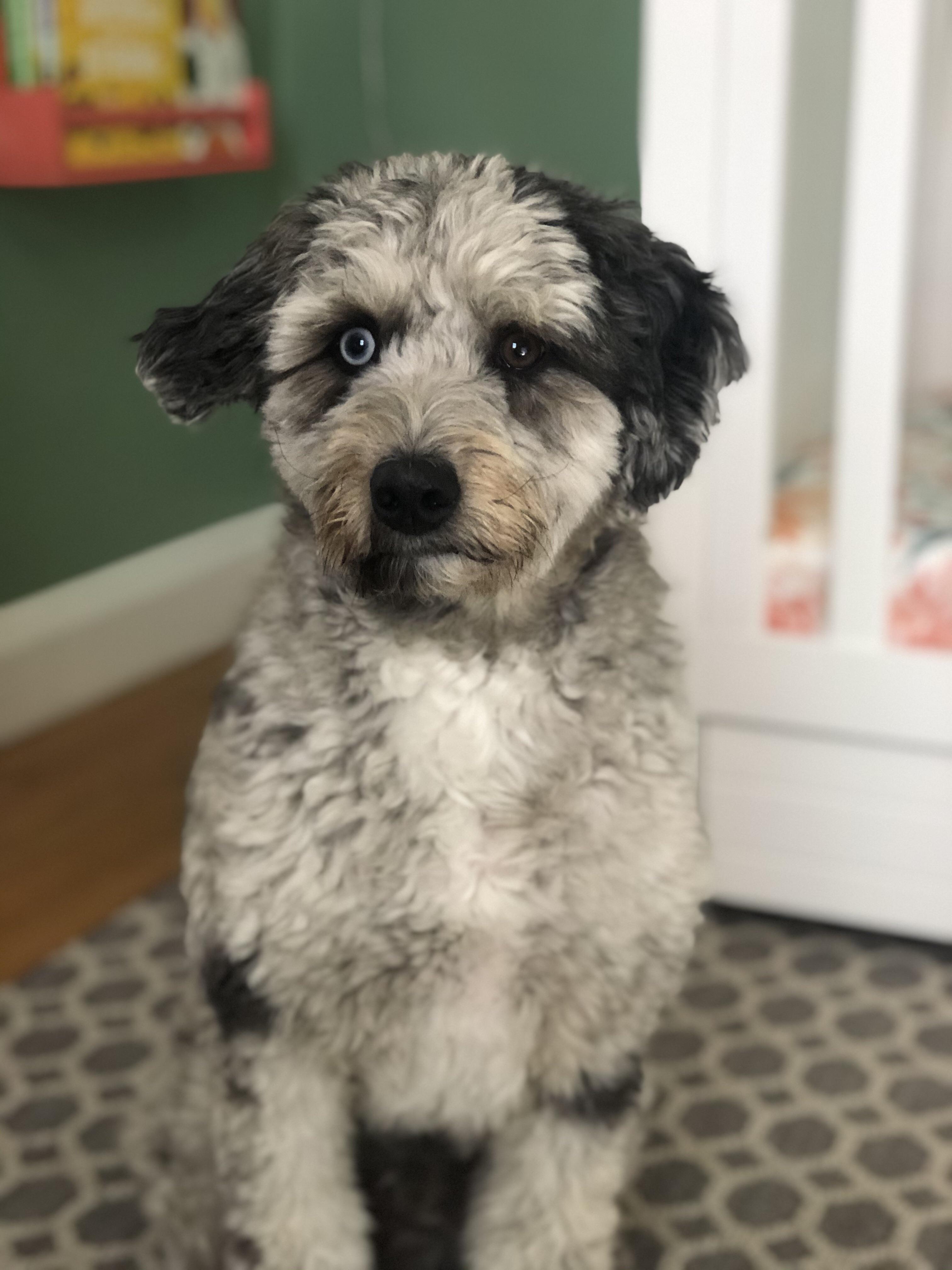 Lincoln! Look! You look like Basil! Are you related? | Scrolller