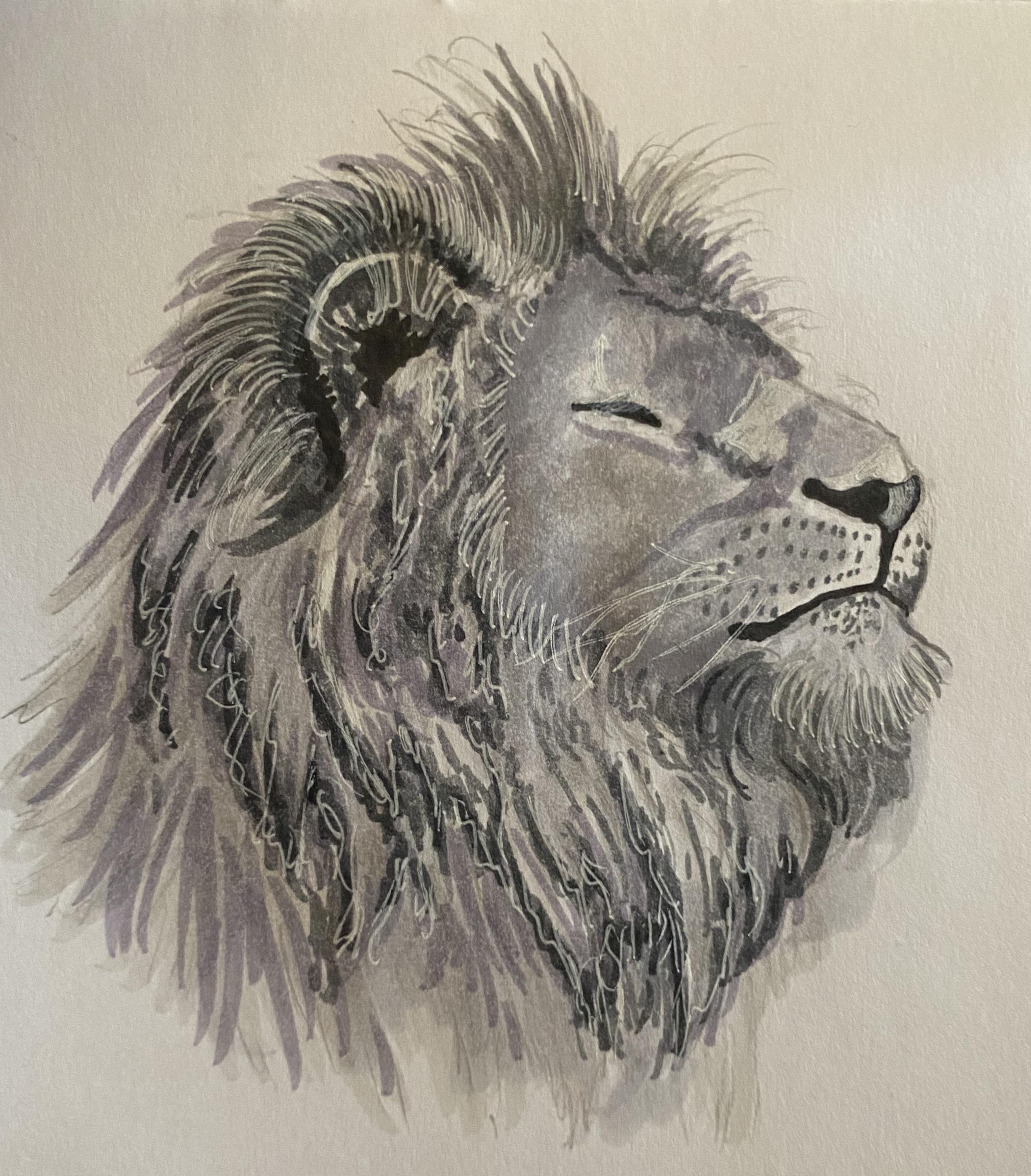 Lion sketch, just sharing my morning warmup. | Scrolller