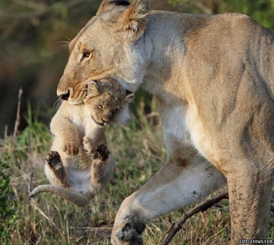 Lioness Carrying Her Cub | Scrolller