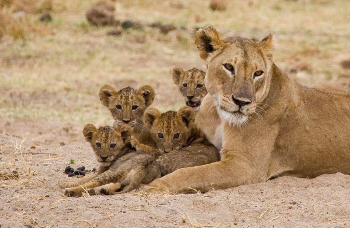Lioness Cuddling With Cubs | Scrolller