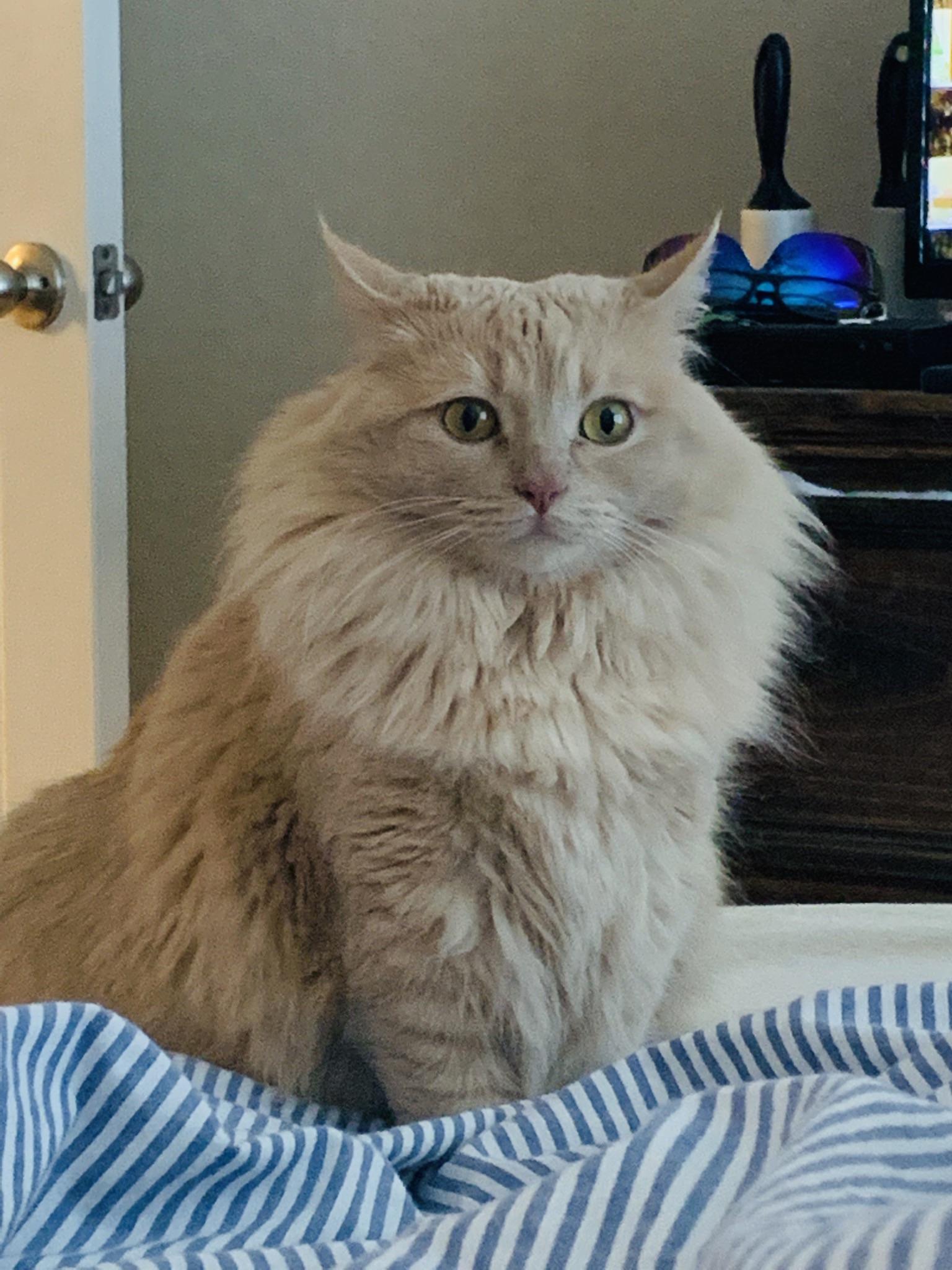 Lioness floof | Scrolller