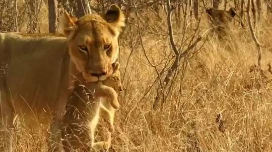 Lioness gently carrying her cub | Scrolller
