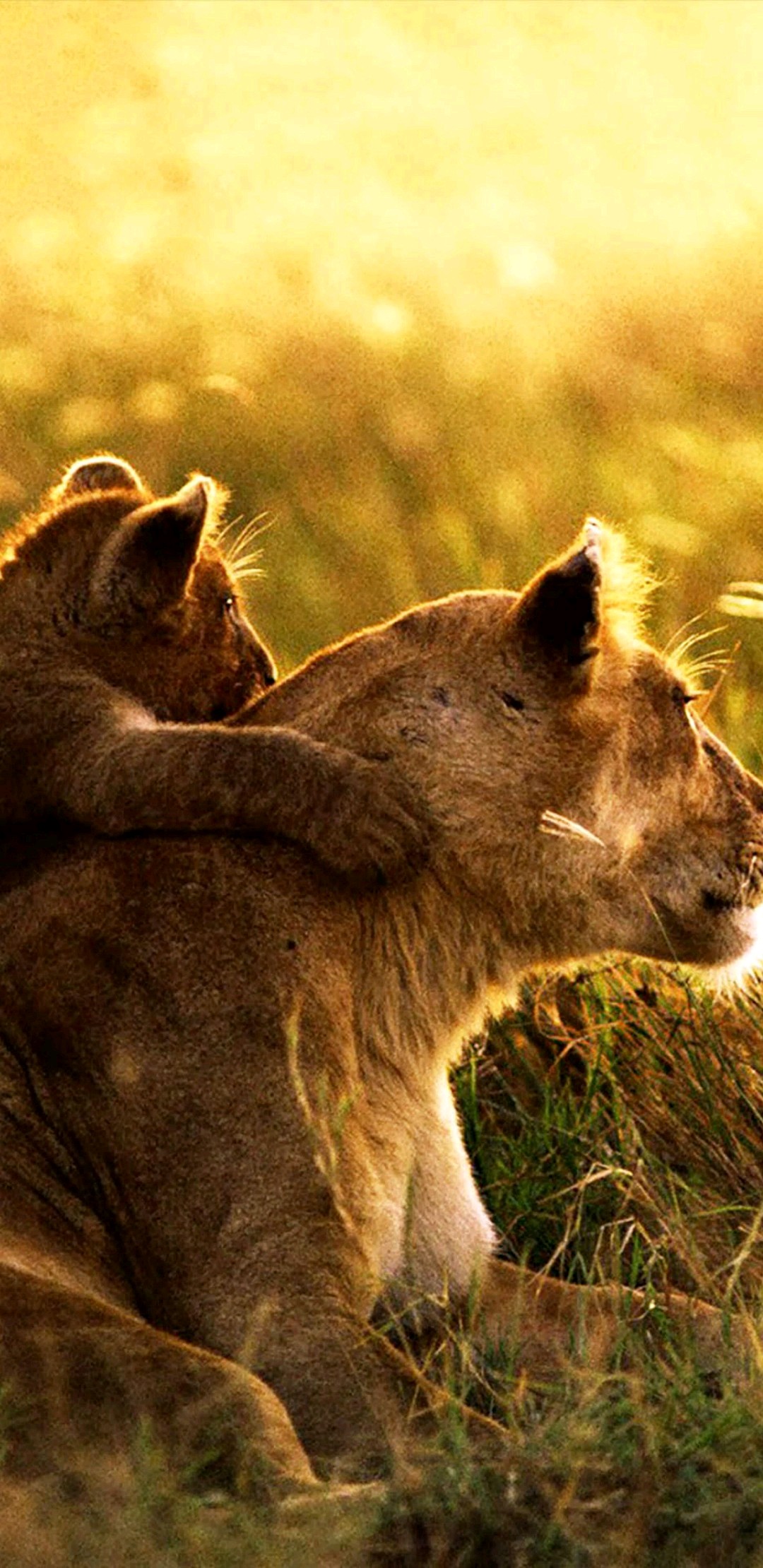 Lions🦁 oh I love lions!😍 | Scrolller