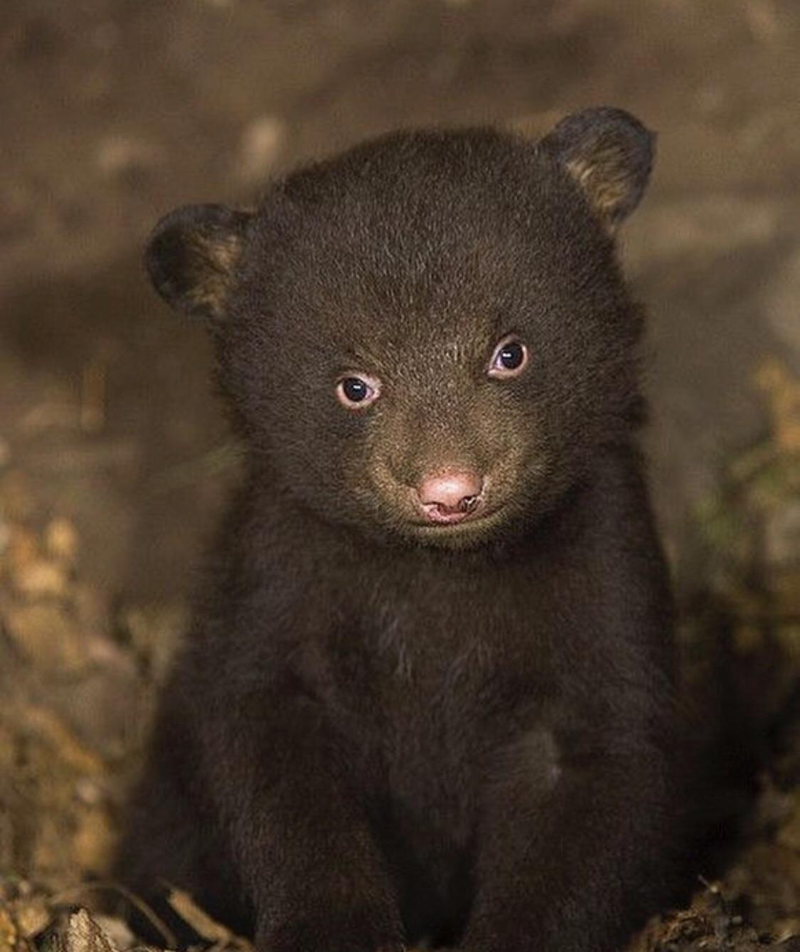 Little Baby Bear | Scrolller
