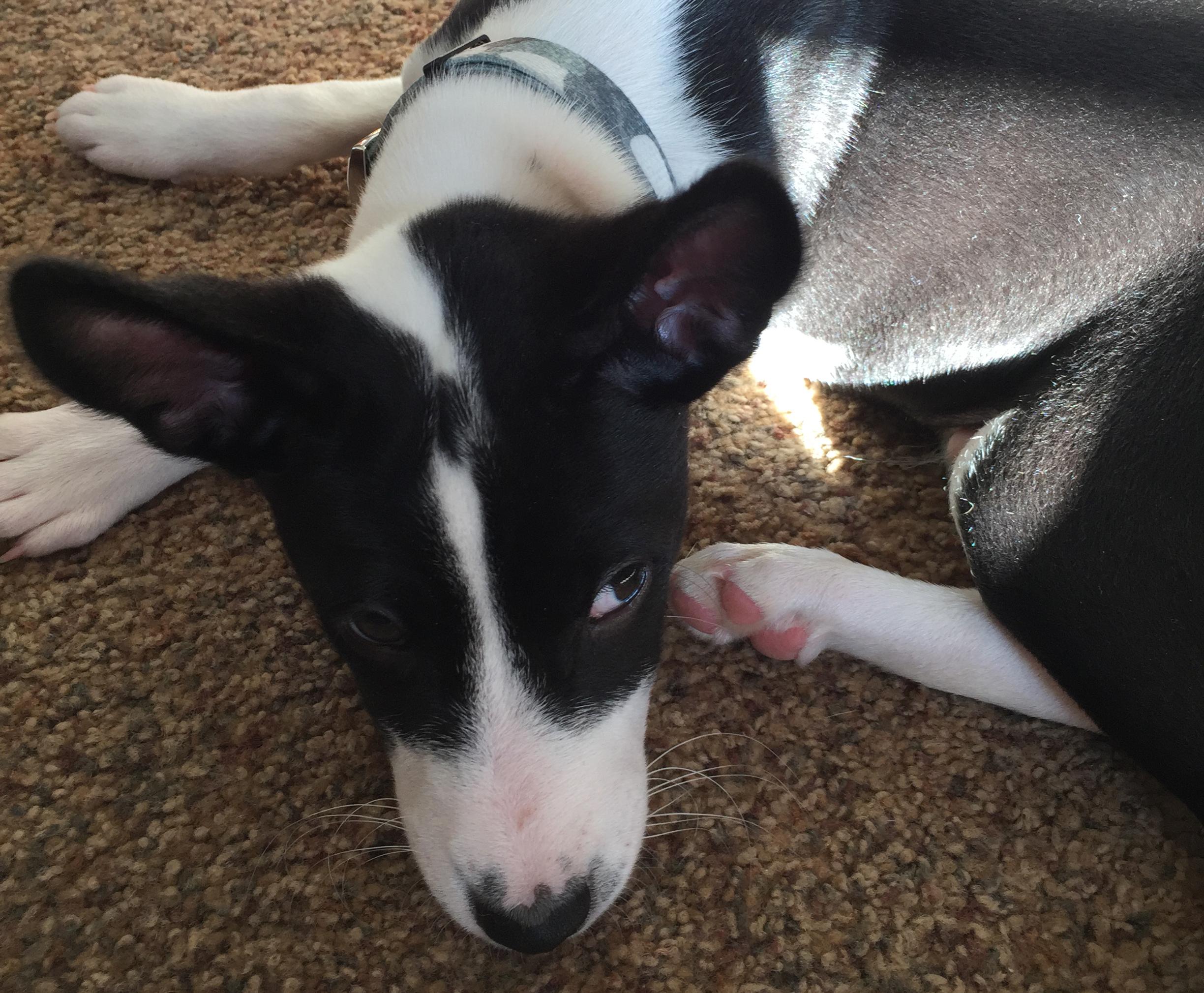 Little Emmet practicing his Basenji side-eye | Scrolller