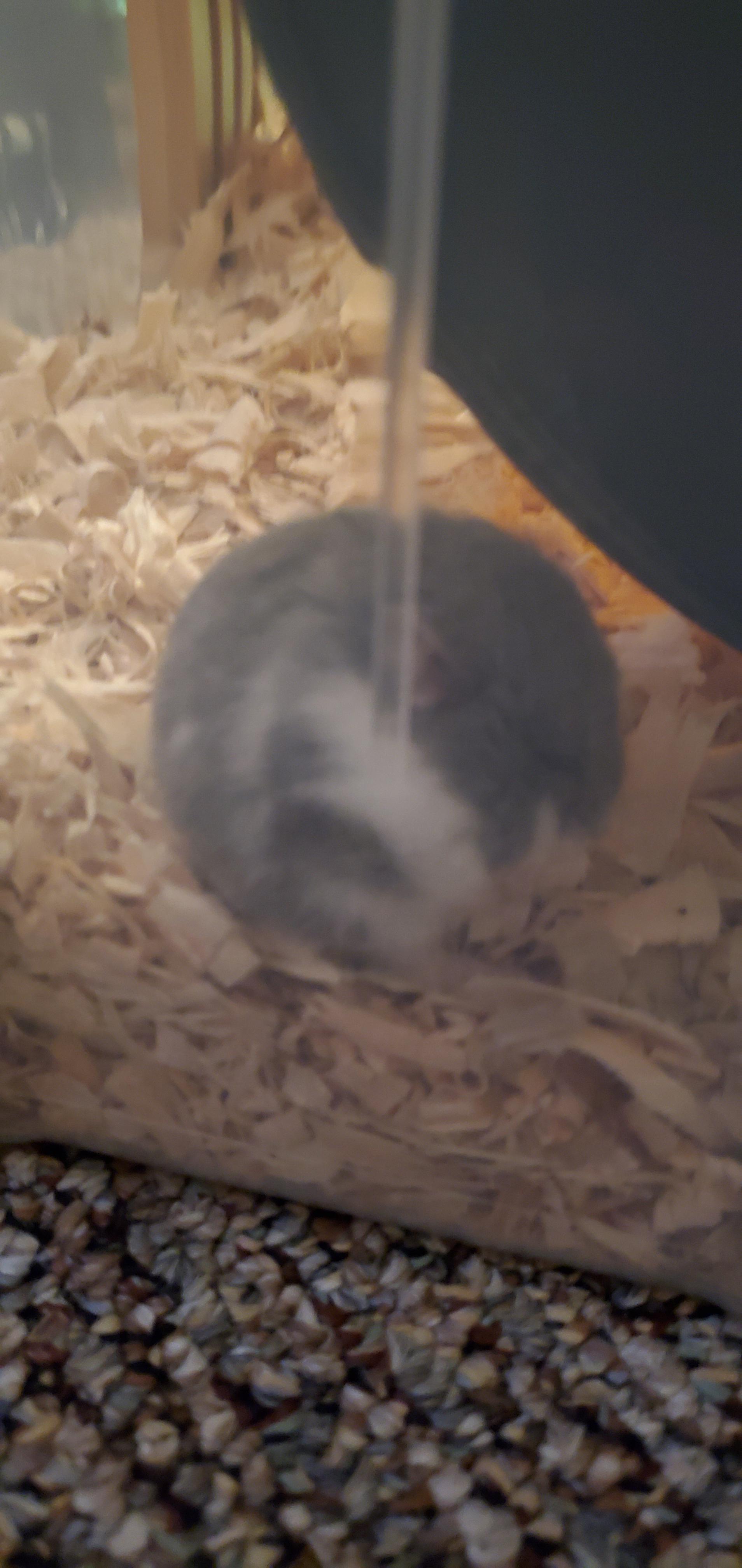 little Eugene napping behind his wheel | Scrolller