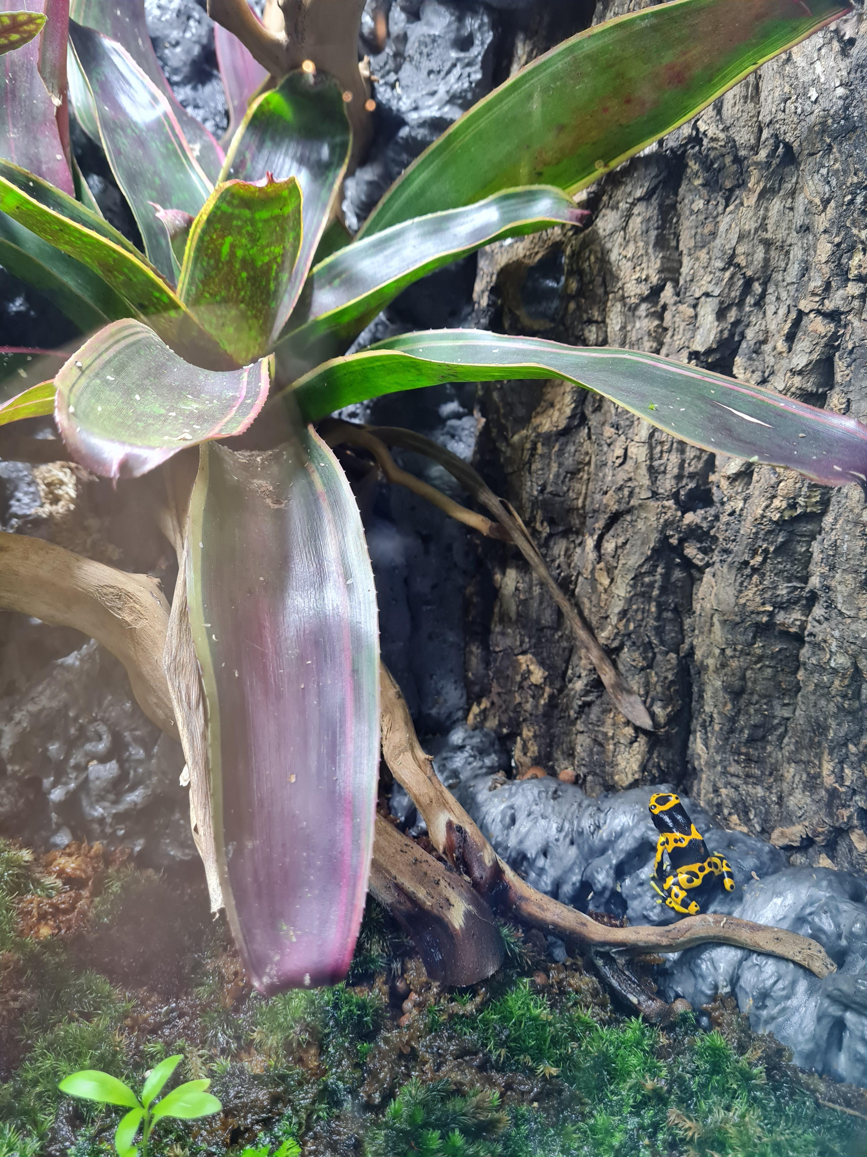 Little frog and big plant | Scrolller