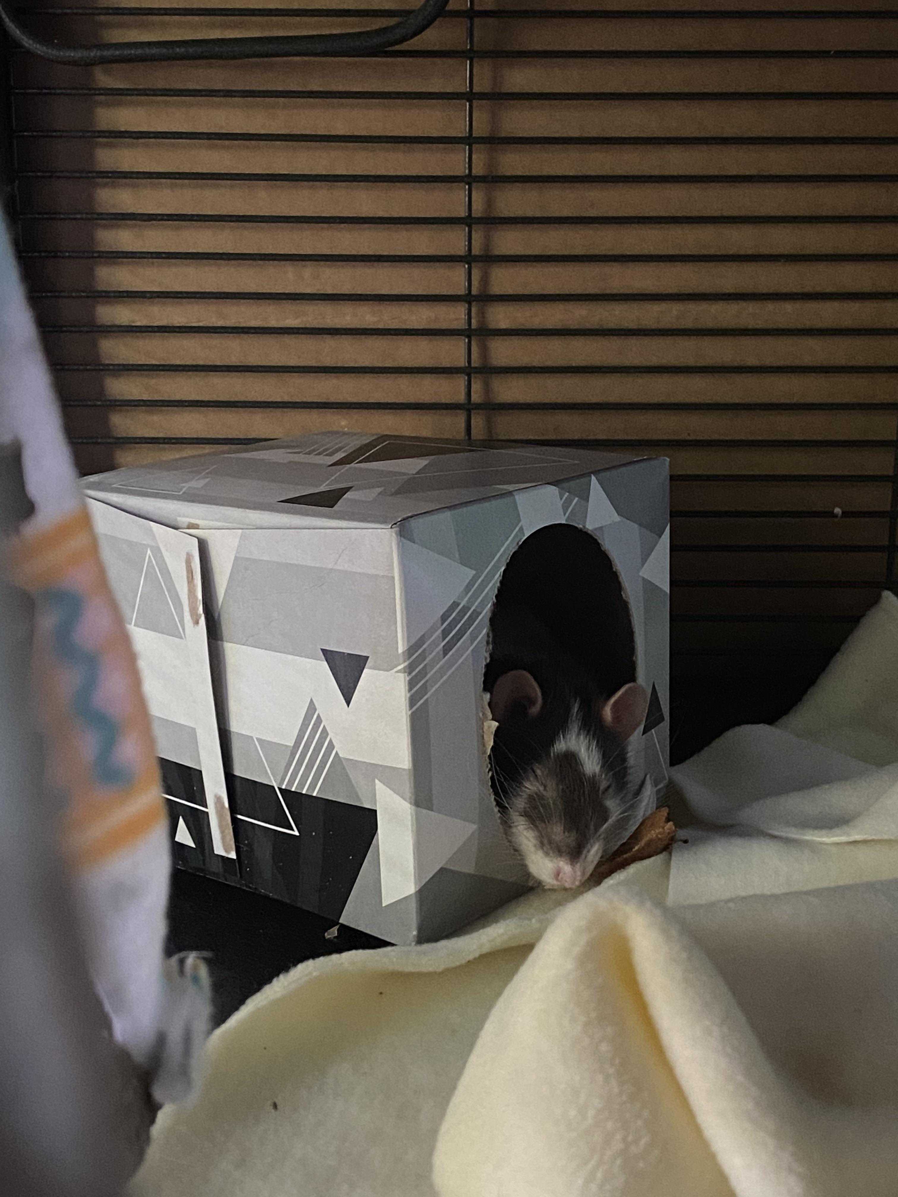 little girl is loving her new tissue box | Scrolller