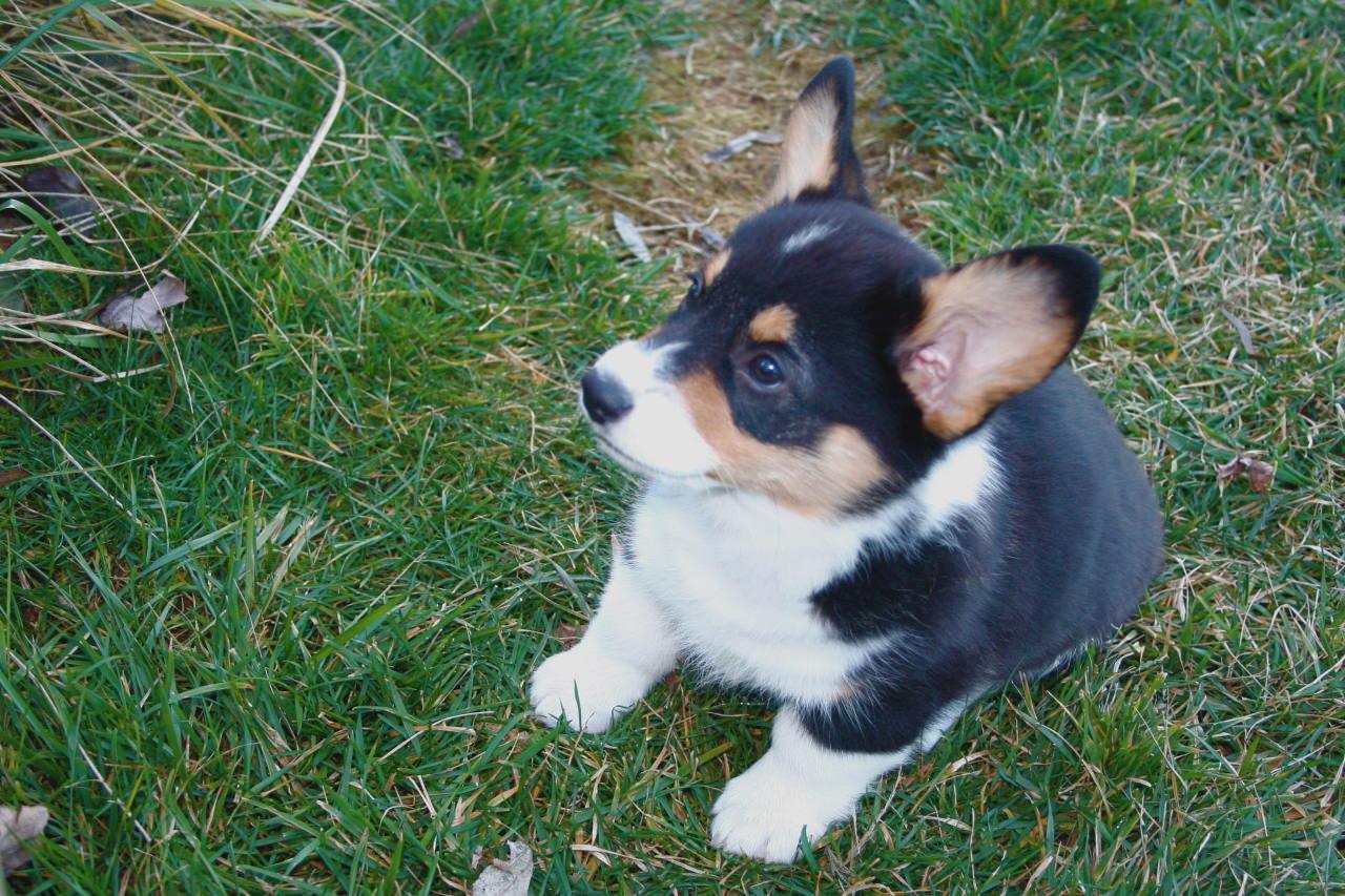 Little Gus enjoying the soft grass | Scrolller