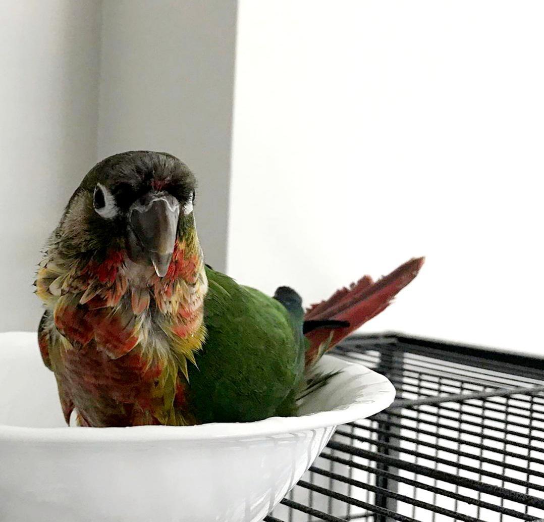 little man. | Scrolller