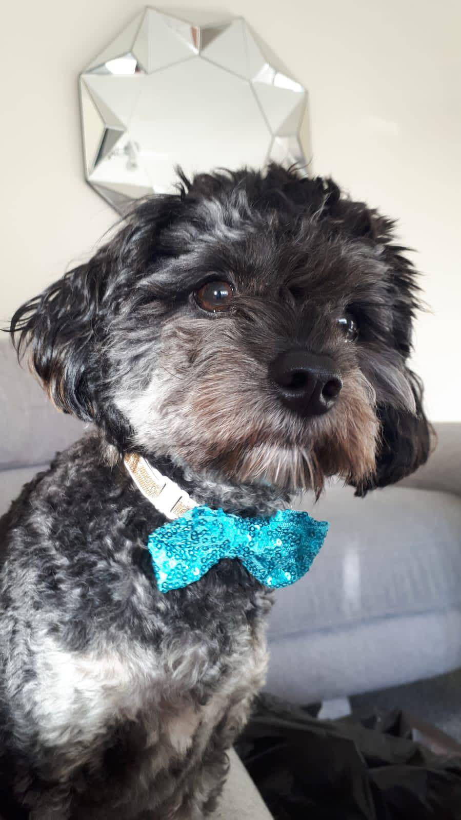 Little monty in a bow tie | Scrolller