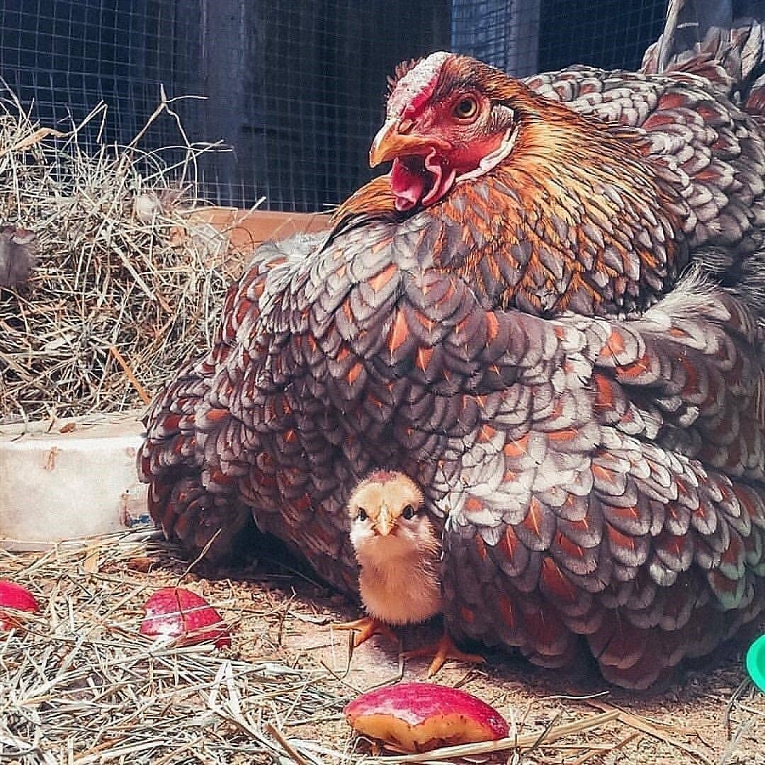 Little Peeper | Scrolller