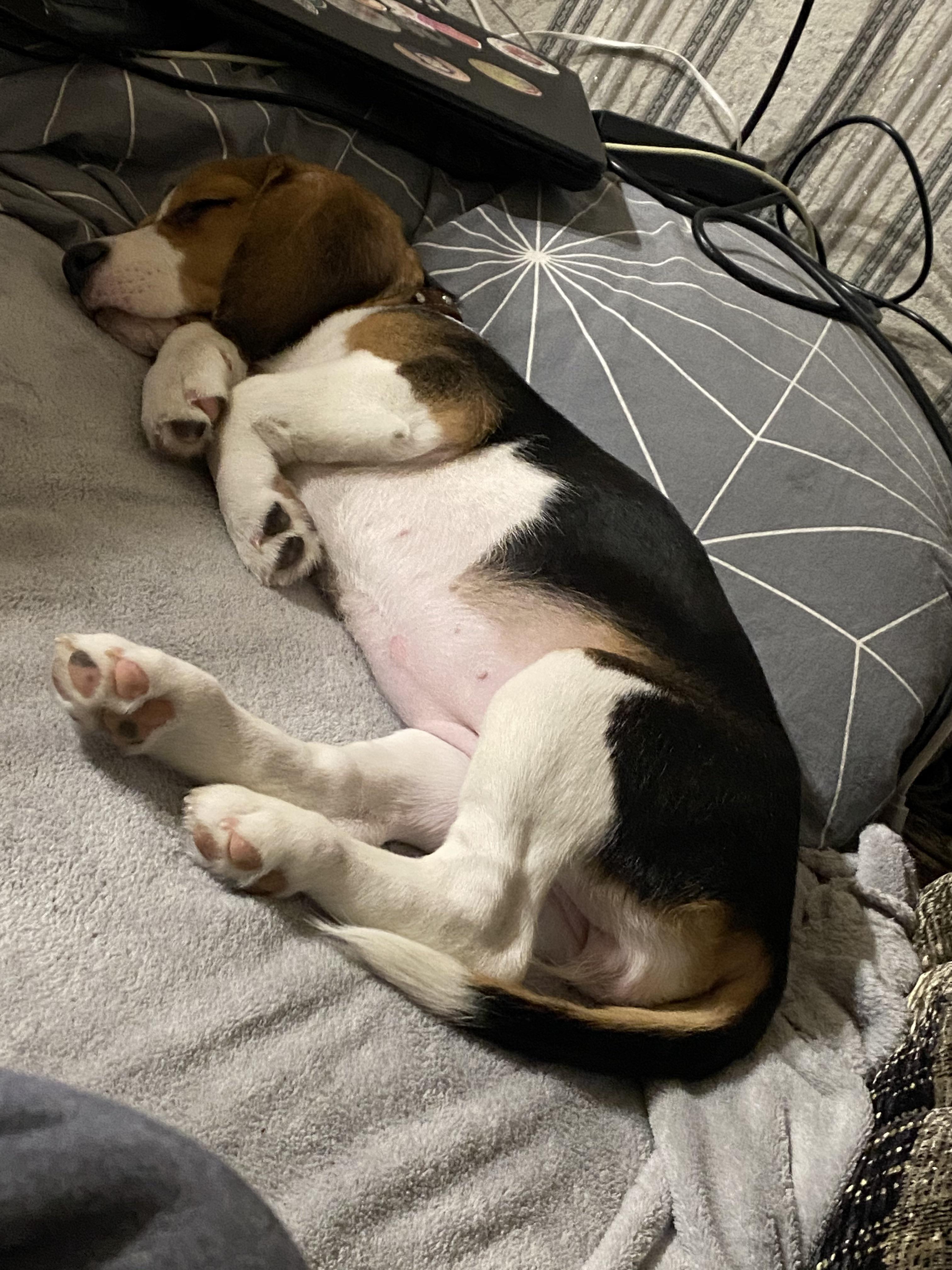 Little sleeping bun | Scrolller