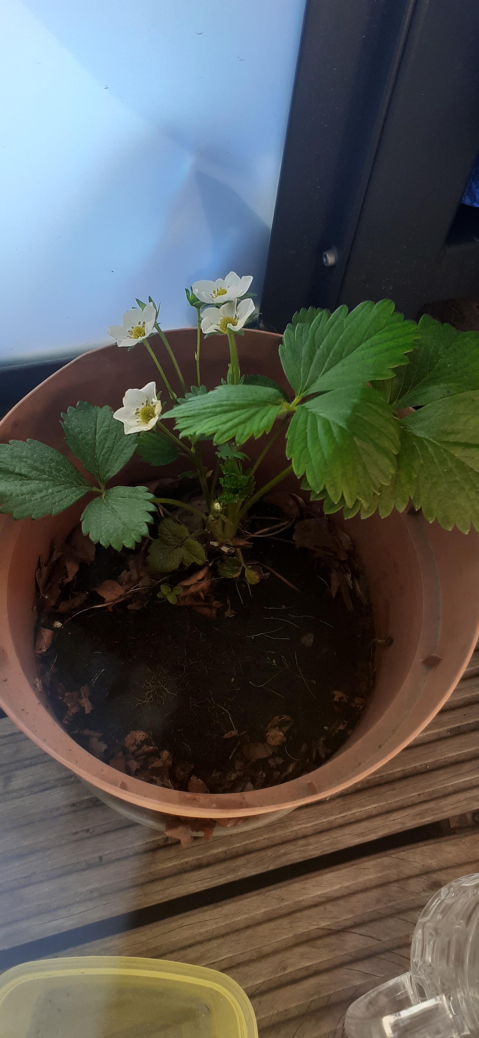 Little strawberry bush, so proud | Scrolller