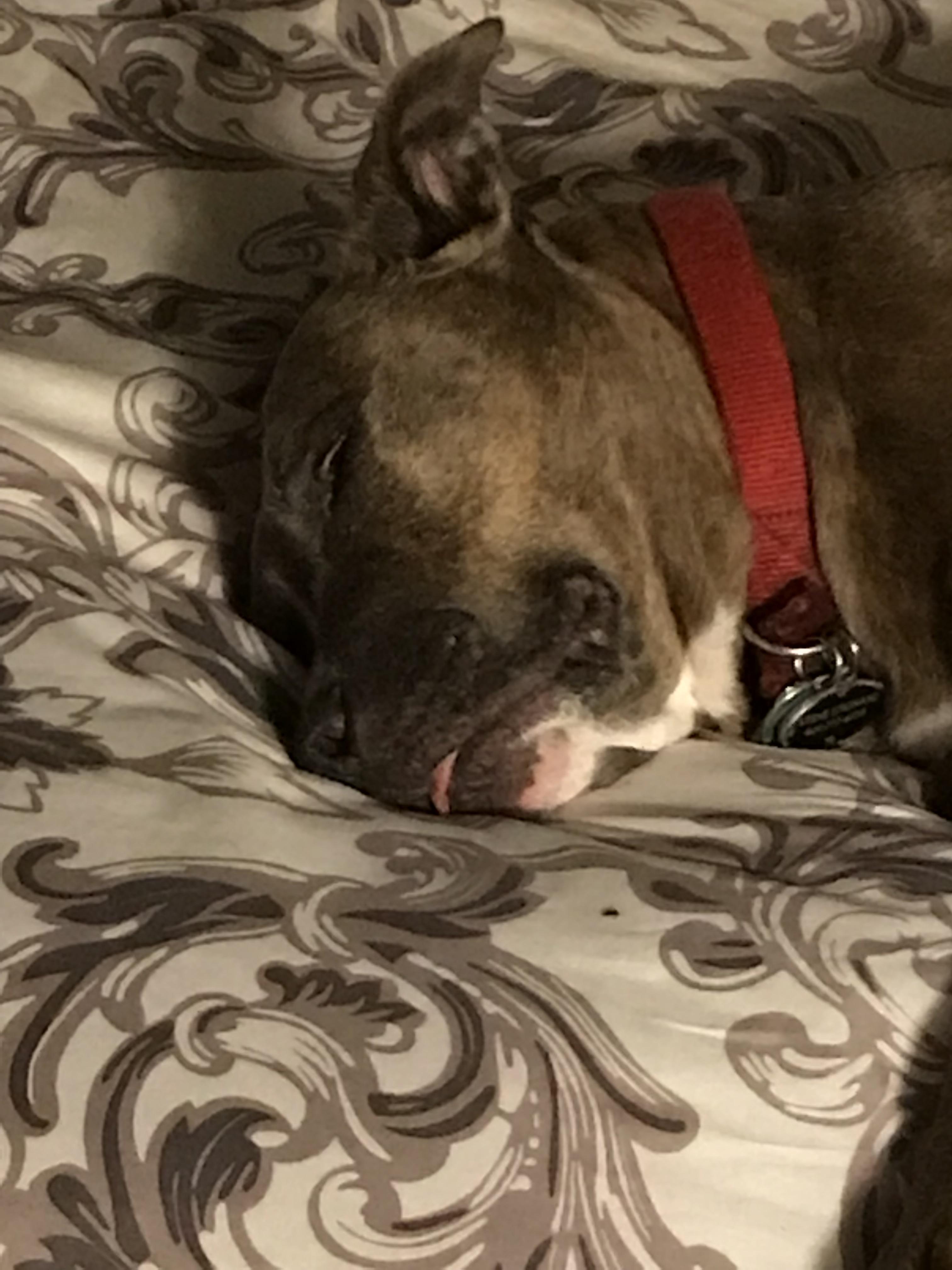 Live Hard Play Hard Sleep Hard Bloop Scrolller