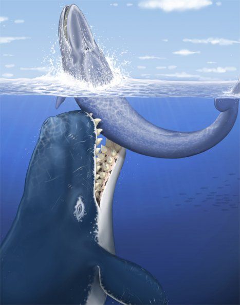Livyatan: the sperm whale that killed other whales | Scrolller