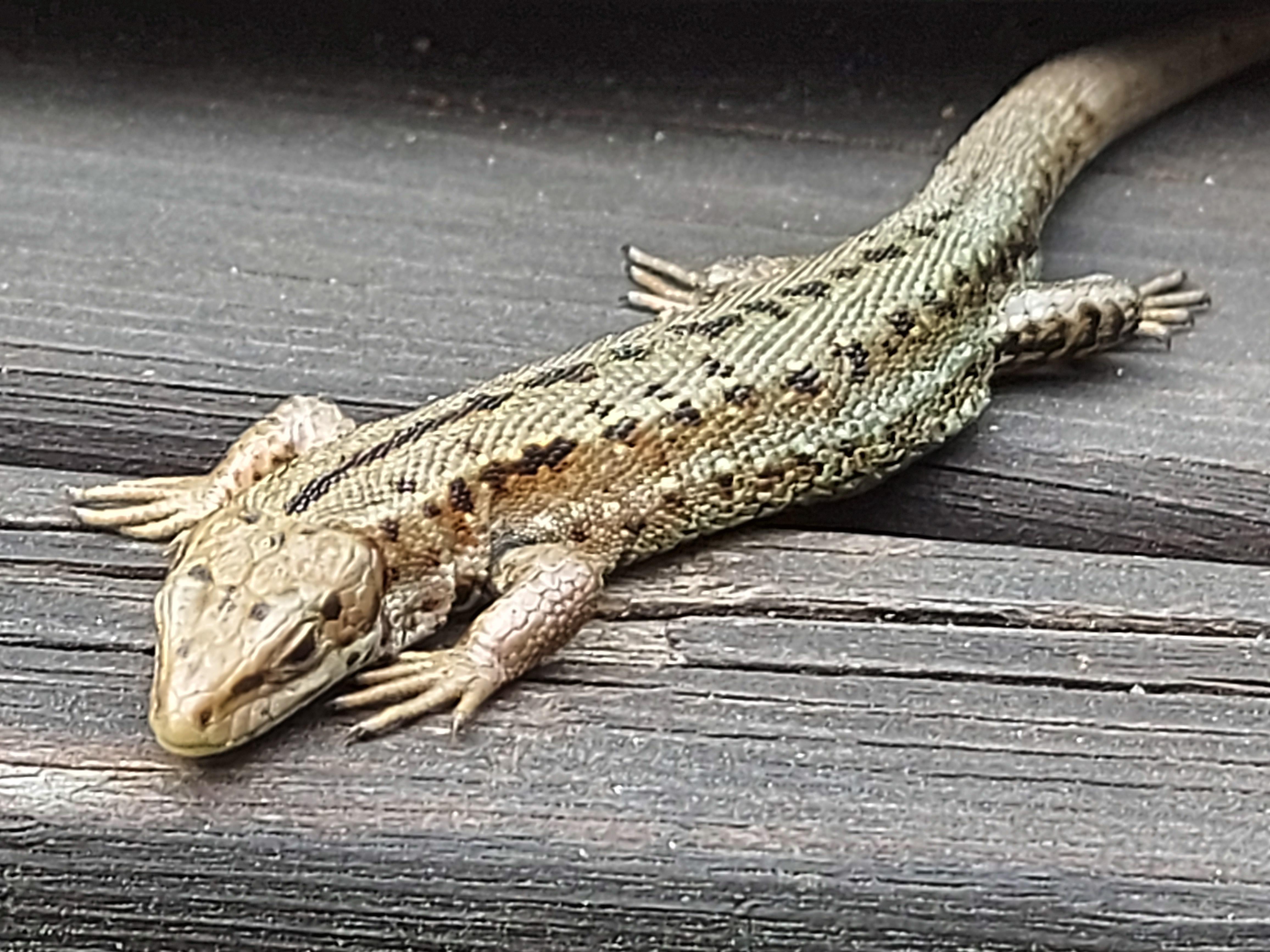 Lizard | Scrolller