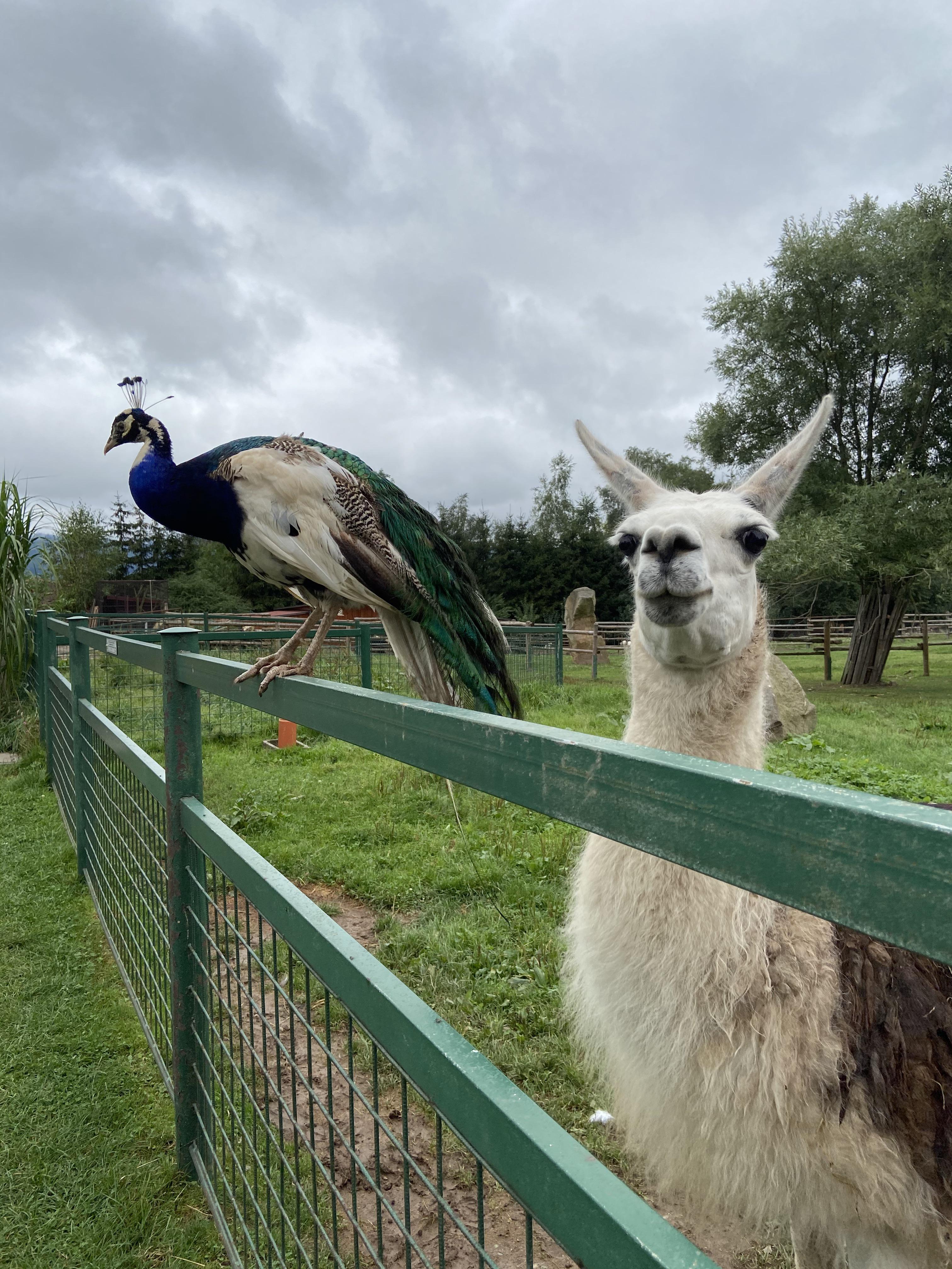Llama and a peacock | Scrolller