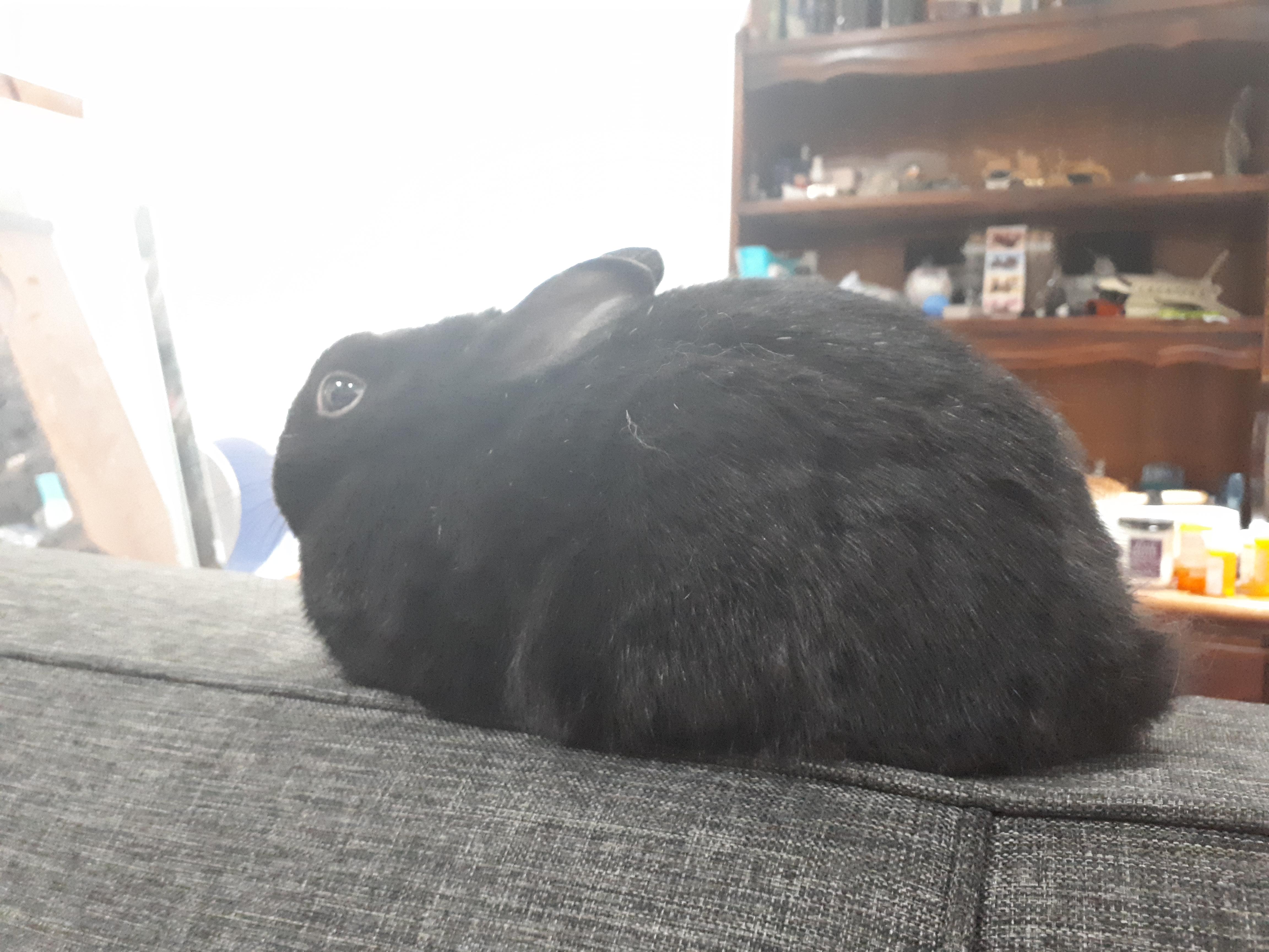 Loaf cooling on the back of the couch | Scrolller