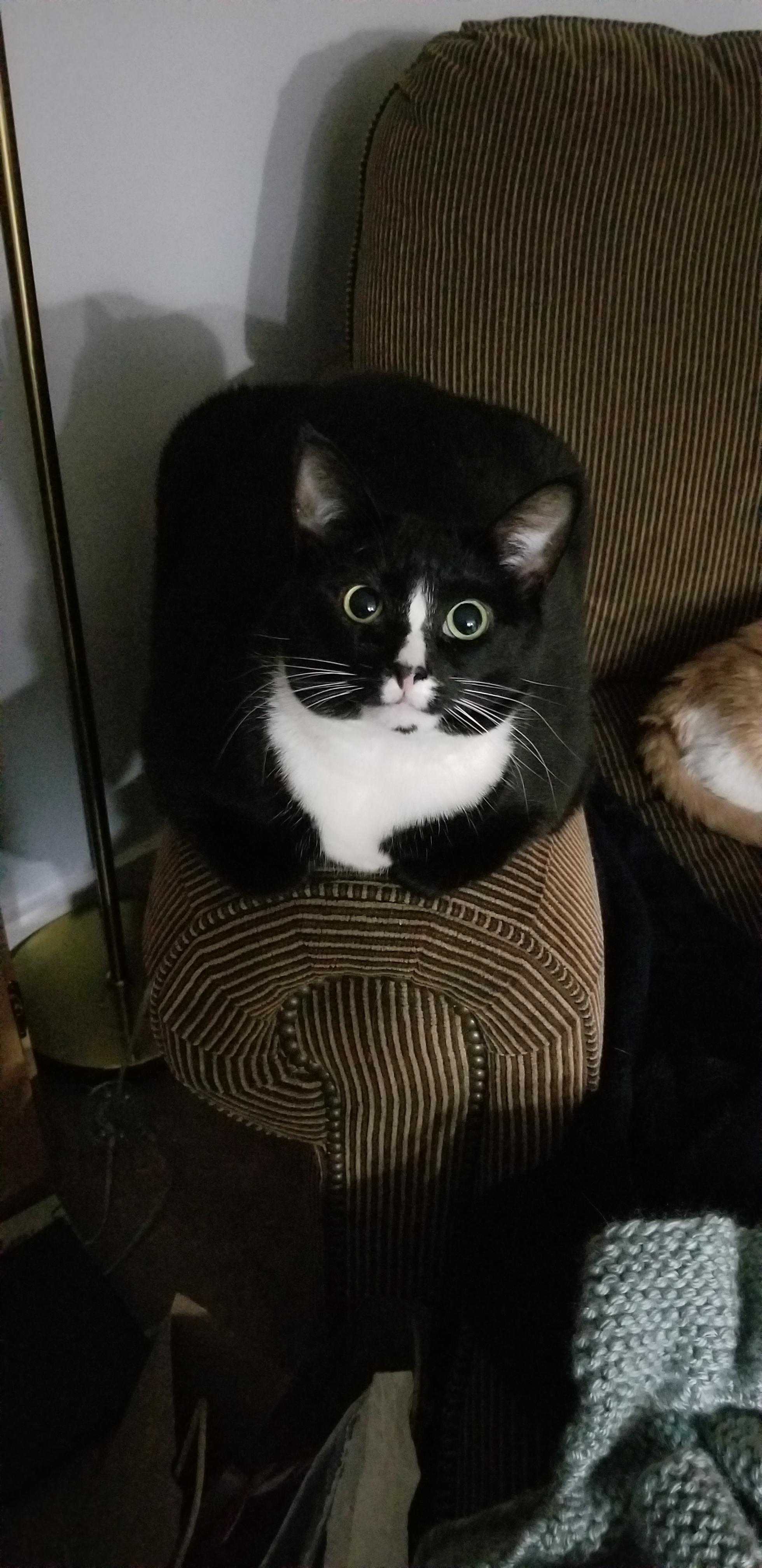 Loaf of licorice | Scrolller