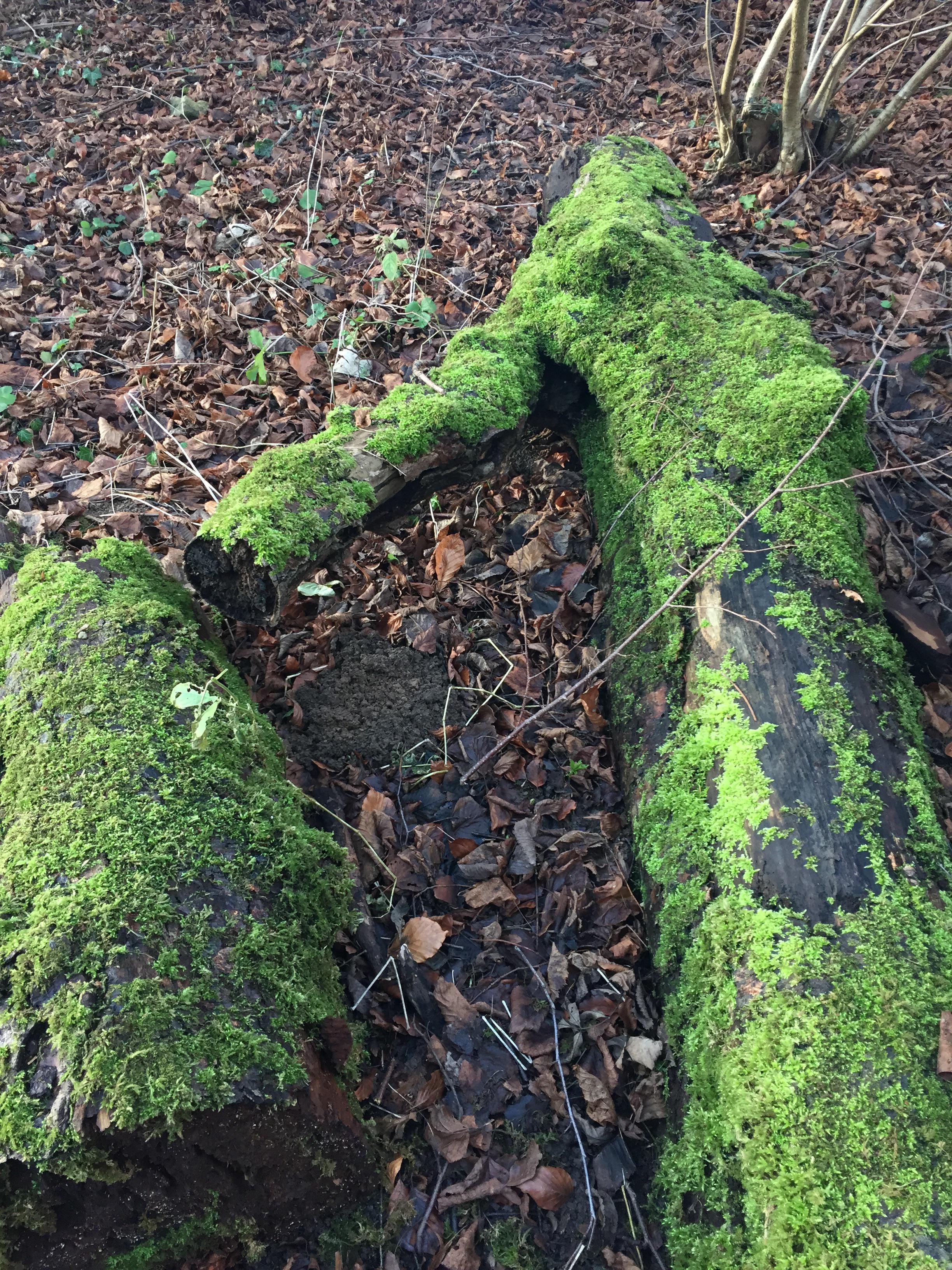 log of moss | Scrolller