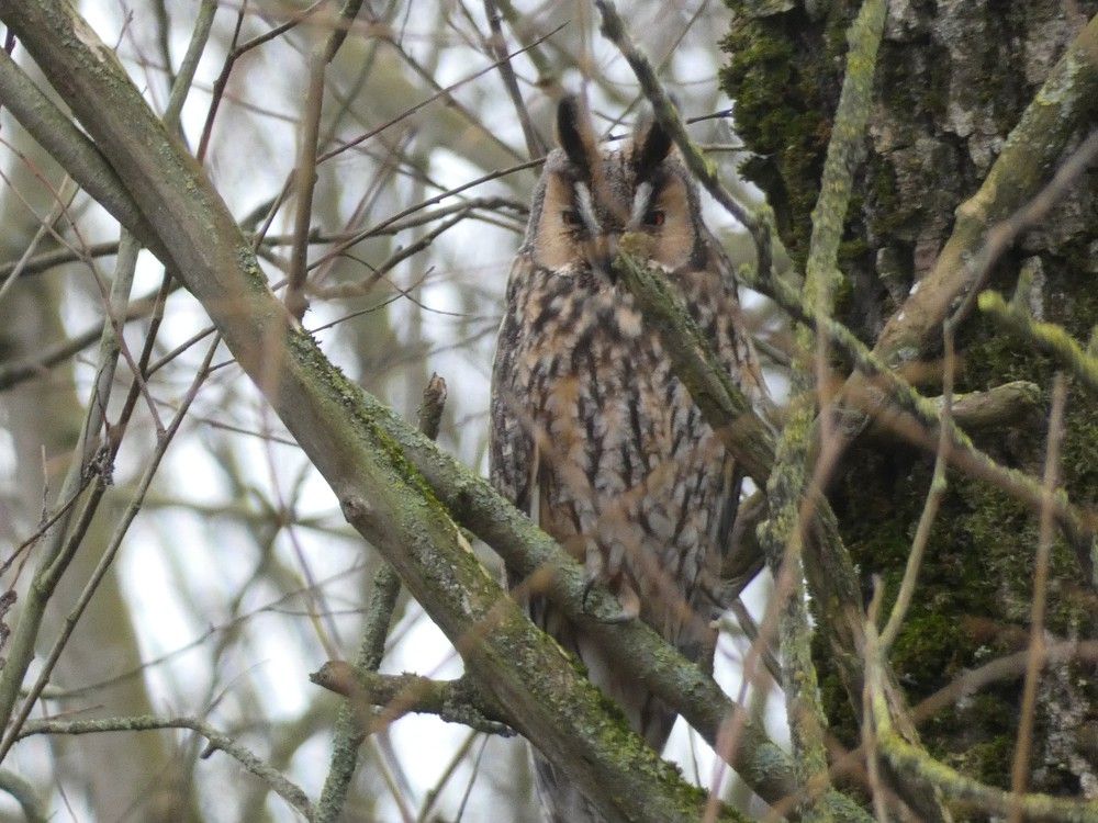 Long-eared owl in the Netherlands | Scrolller