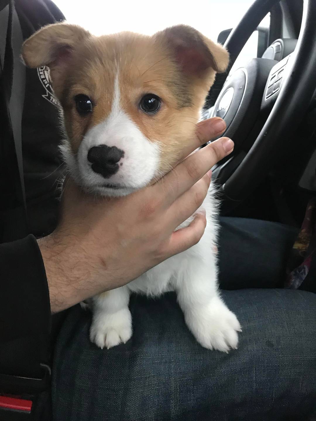 Long time lurker and now I finally became part of the corgi family. Everyone meet Nugget ...