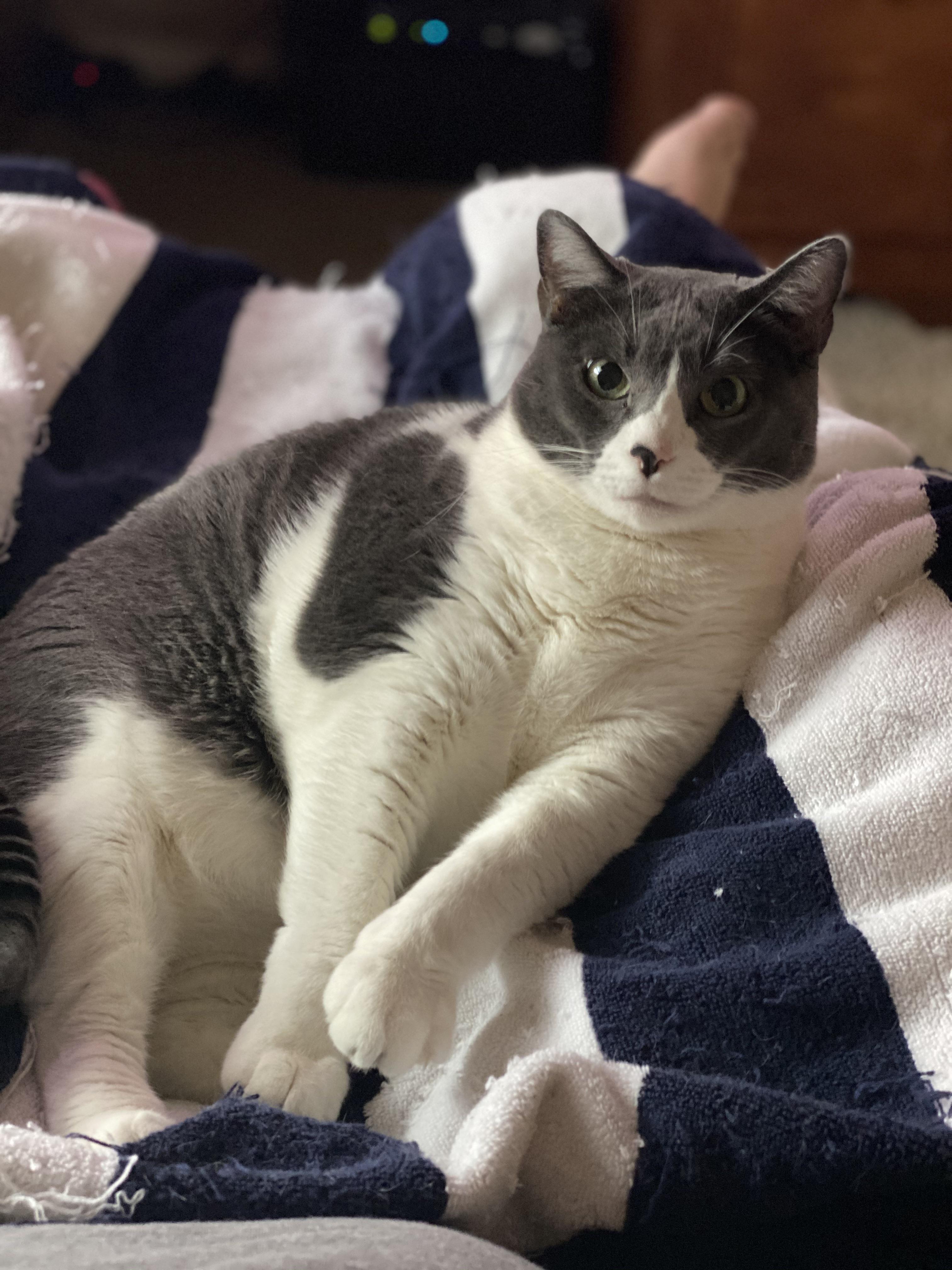 Long Weekend Ahead With This Chonker. | Scrolller