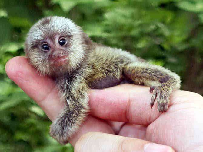 Look at that tiny monkey! | Scrolller