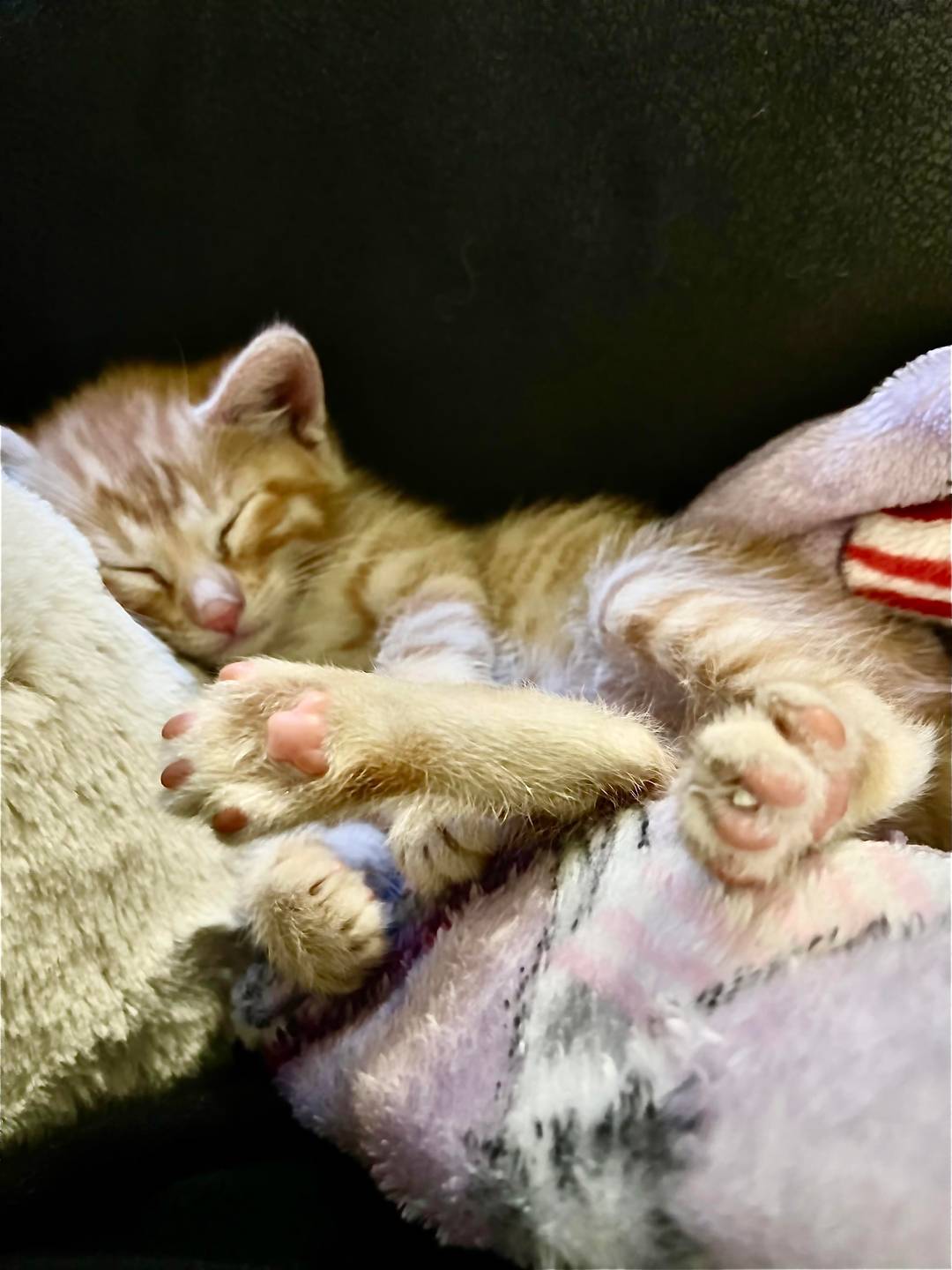 Look at THE BEANS. THE TOE BEANS. 😍 | Scrolller