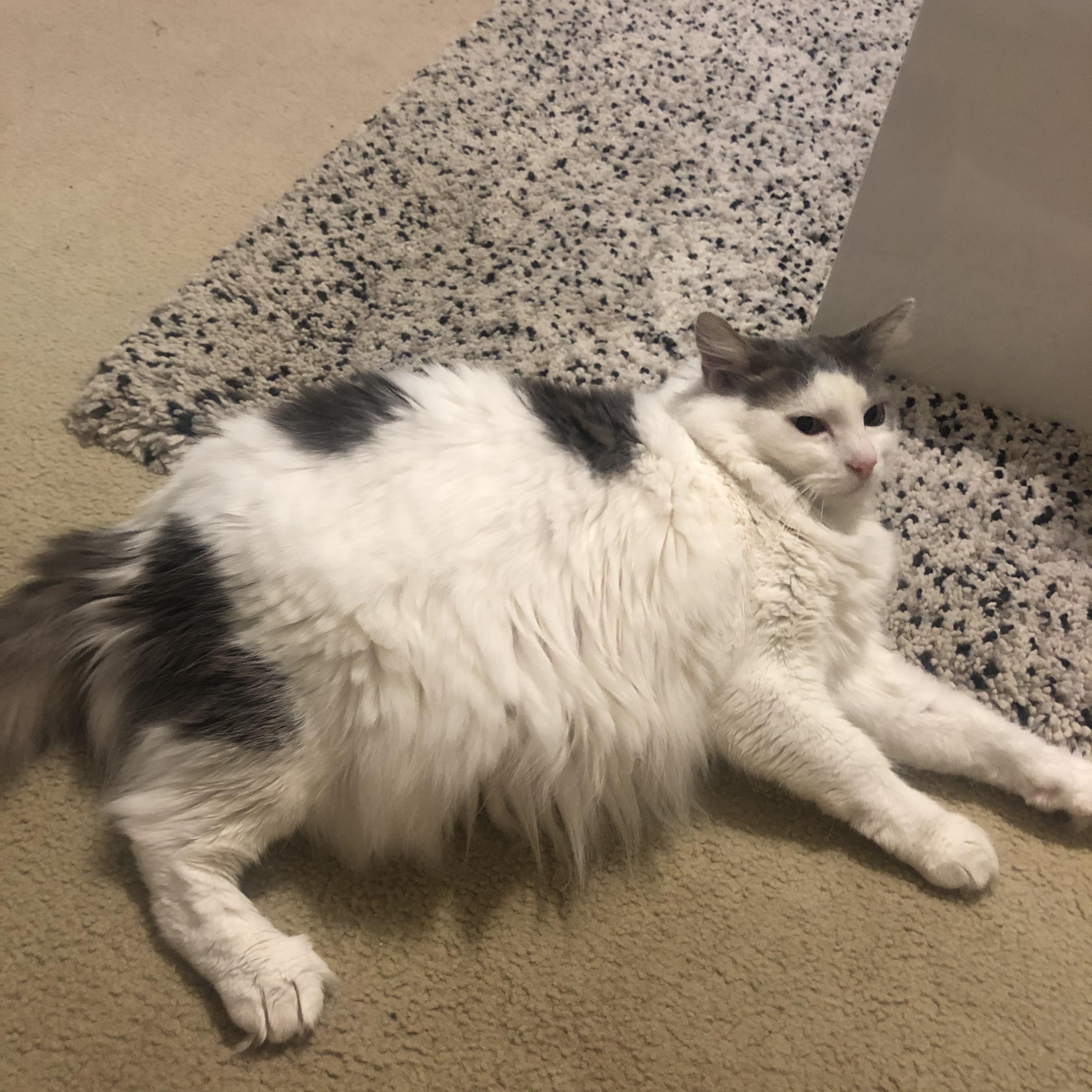 look at this absolute unit (her name is cat) | Scrolller
