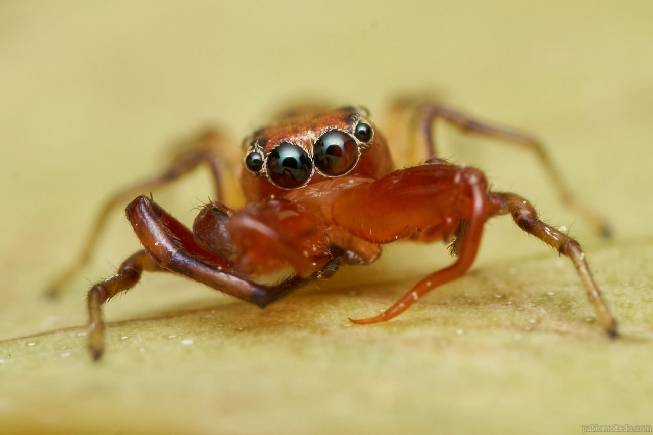 Look at this beautiful jumping spider with big jaws [1280x853][OS][OC] | Scrolller